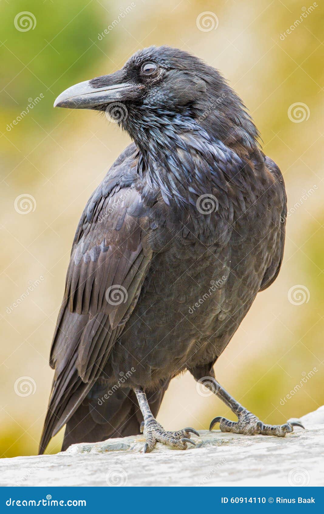 Cuervo común foto de archivo. Imagen de adulto, raven - 60914110