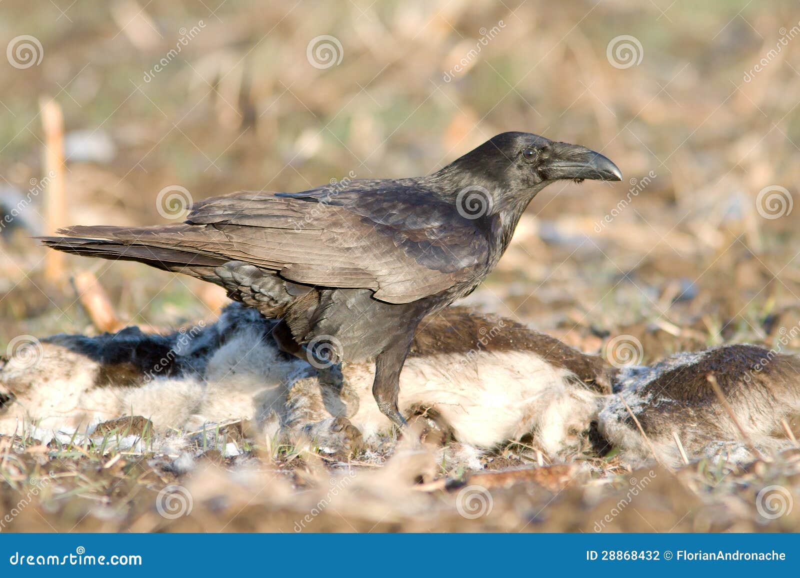 Cuervo Común (corax Del Corvus) Foto de archivo - Imagen de tinta ...