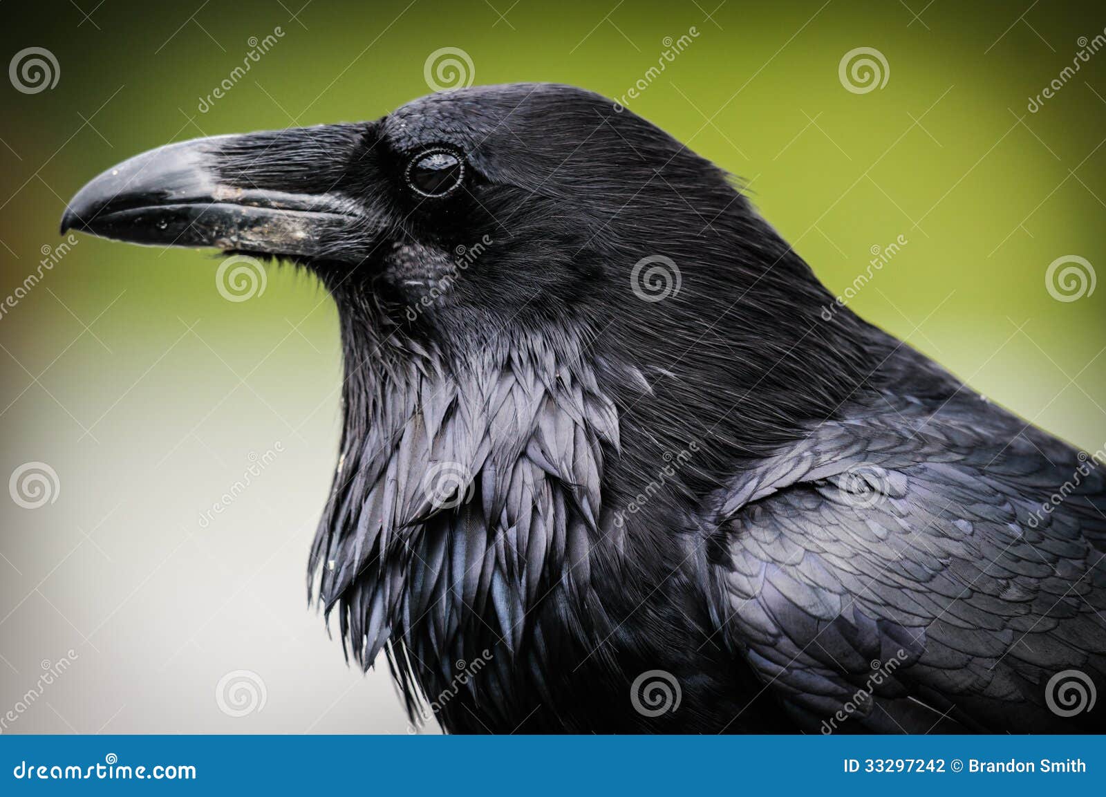 Cuervo Común (corax Del Corvus) Foto de archivo - Imagen de primer ...