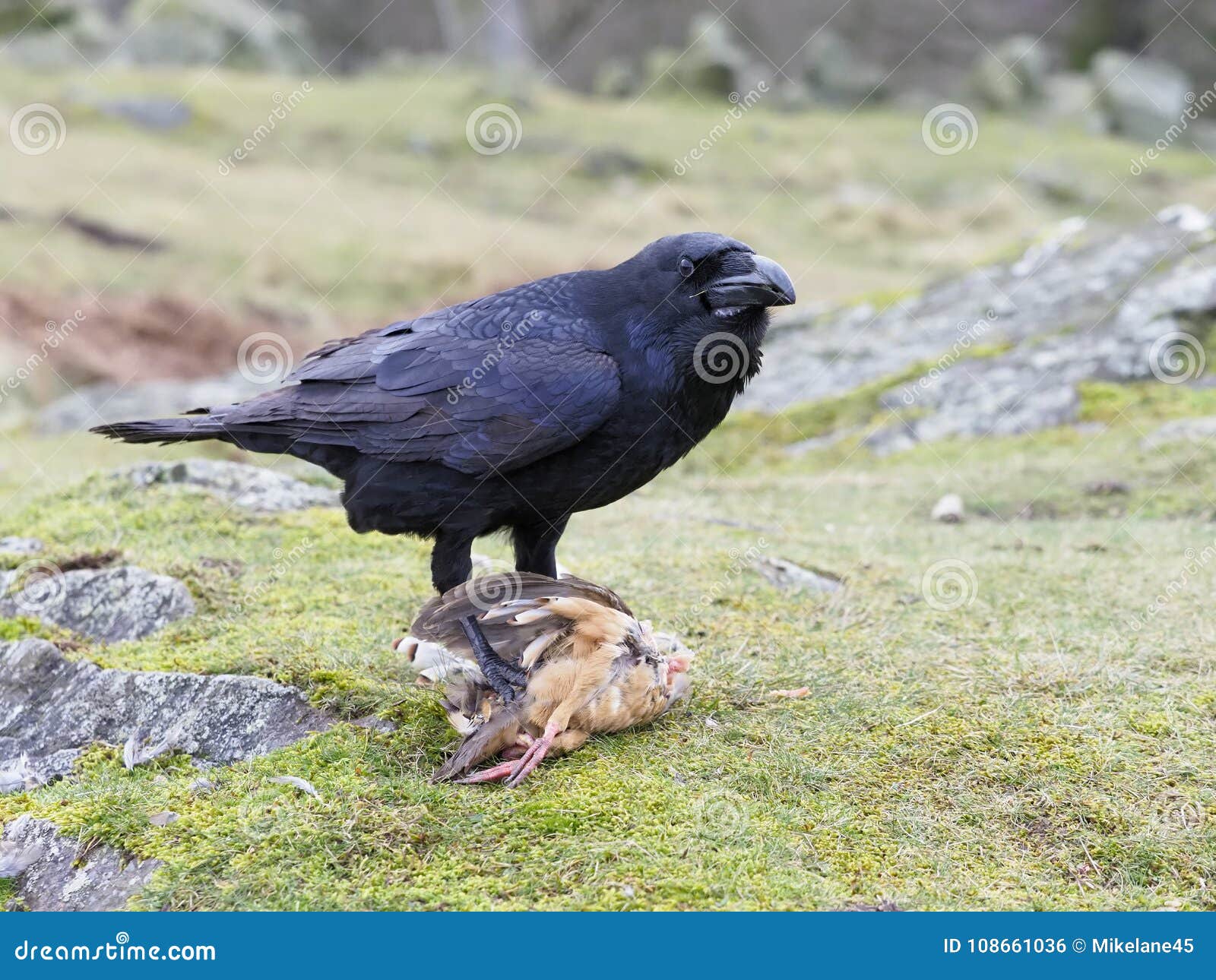Cuervo, corax del Corvus foto de archivo. Imagen de corvus - 108661036