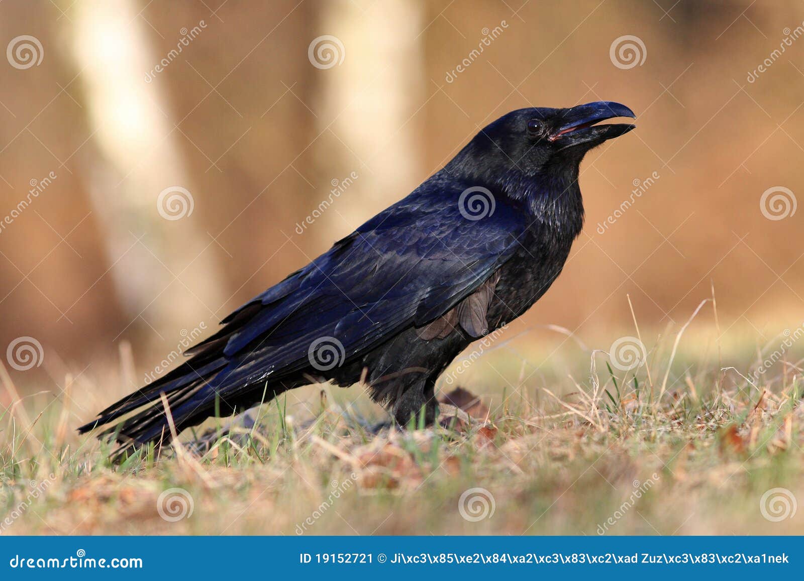 Cuervo (corax del Corvus) imagen de archivo. Imagen de corvus - 19152721