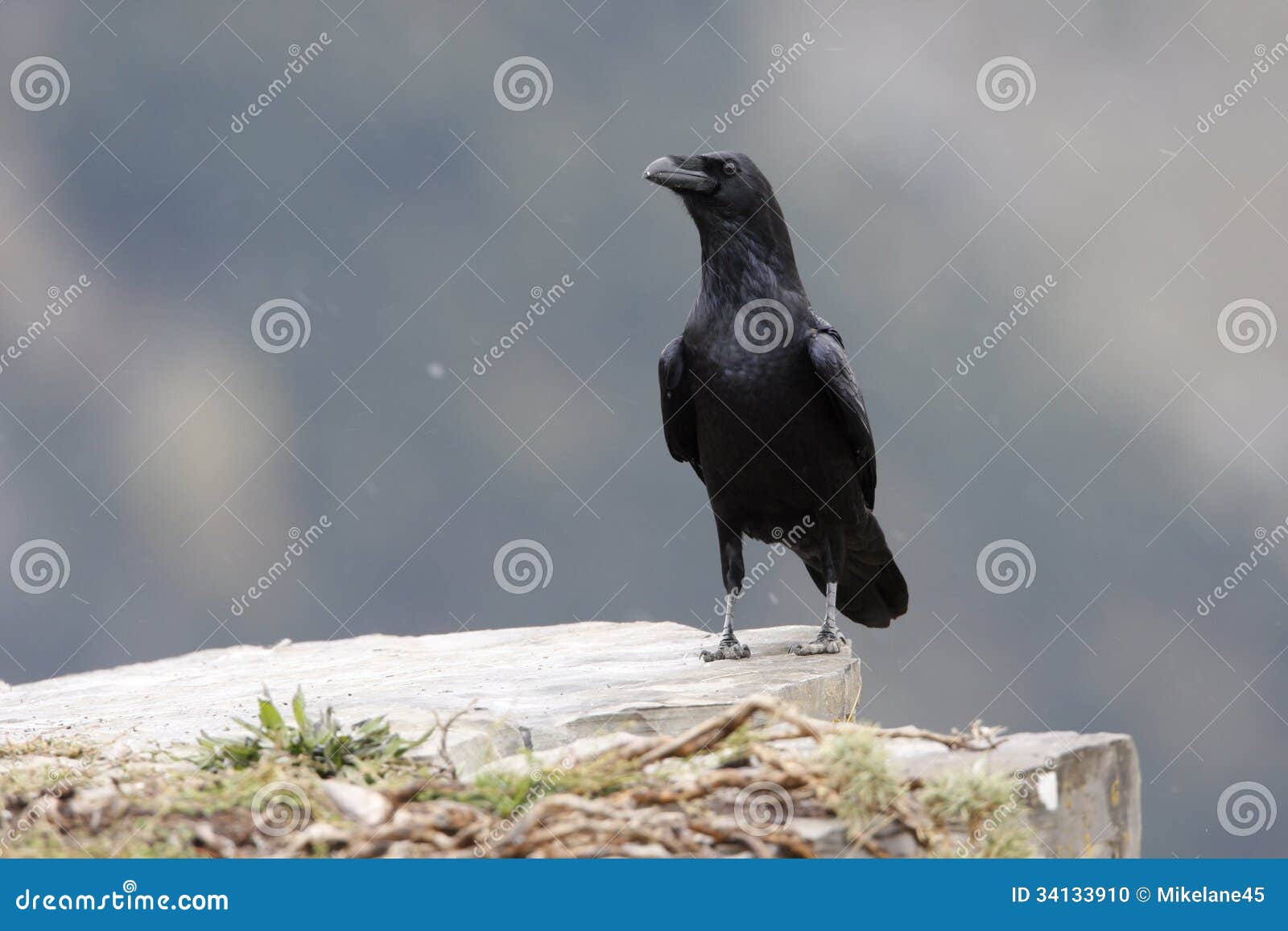 Cuervo, corax del Corvus foto de archivo. Imagen de fauna - 34133910