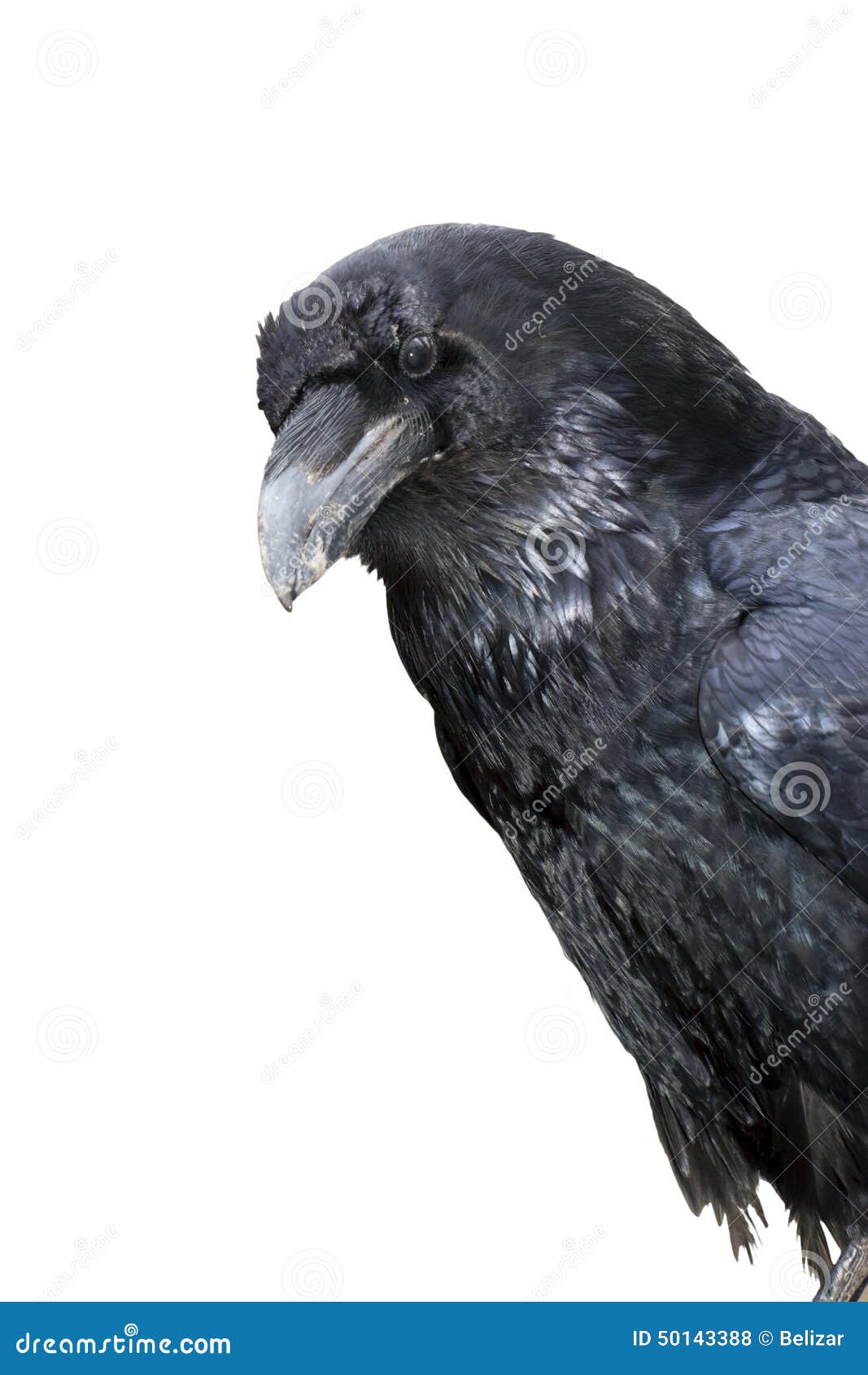 Cuervo (corax del Corvus) foto de archivo. Imagen de estrépito - 50143388