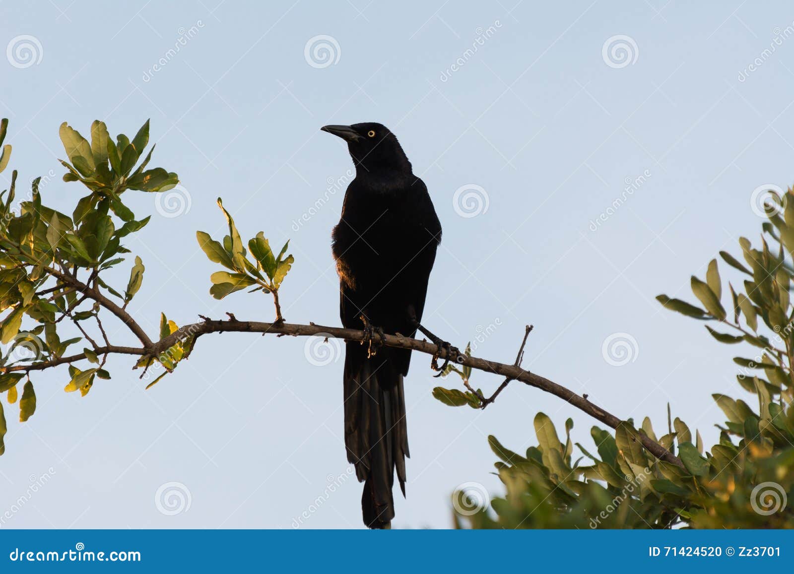 Cuervo (corax del Corvus) foto de archivo. Imagen de fauna - 71424520
