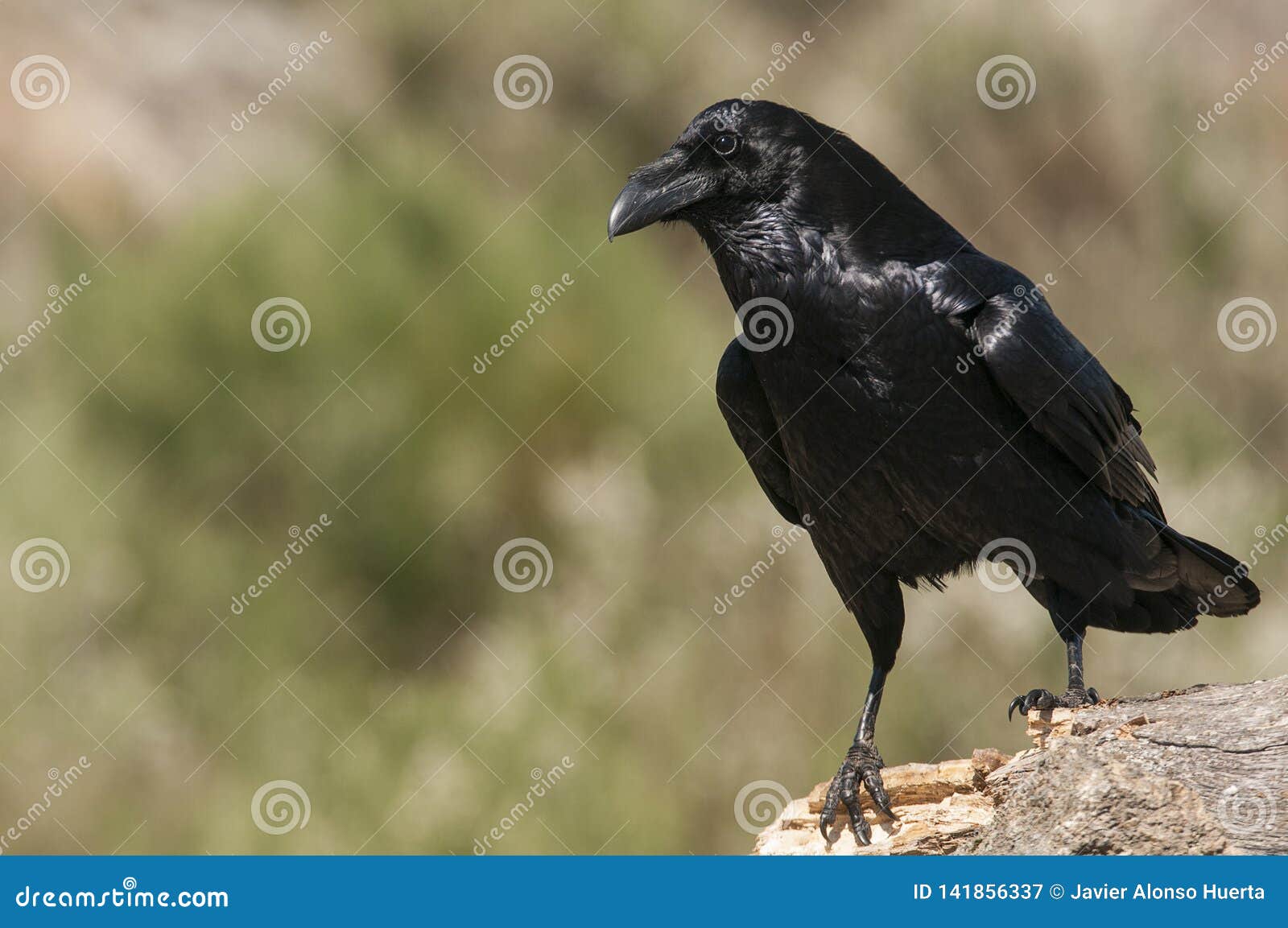 Cuervo - Corax Del Corvus, El Esperar Del Retrato Imagen de archivo ...