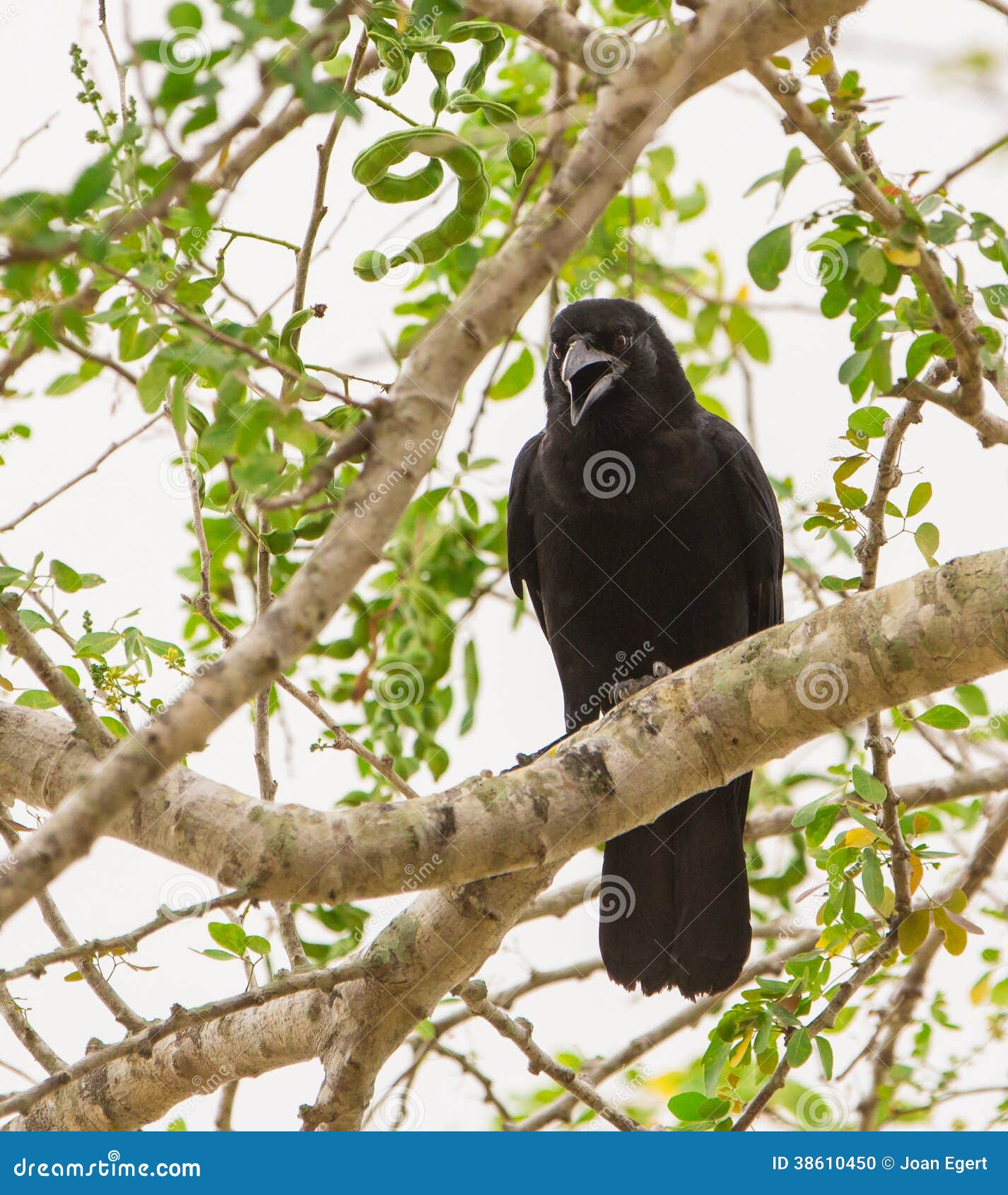 Cuervo cubano en un árbol foto de archivo. Imagen de animales - 38610450
