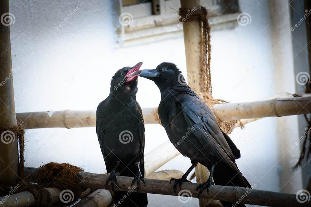 Cuervo De La Madre Con Su Bebé Foto de archivo - Imagen de sentada ...