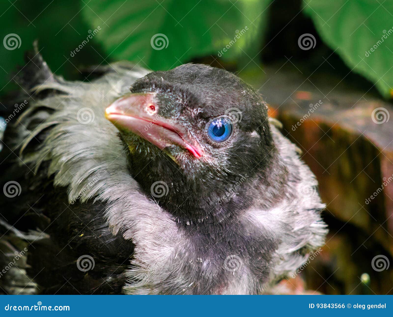 Cuervo del bebé foto de archivo. Imagen de wallpaper - 93843566