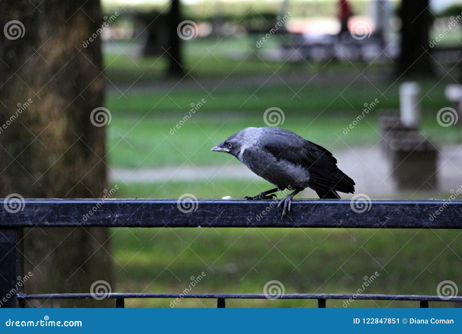 Cuervo Del Campo Común Del Bebé Imagen de archivo - Imagen de colorido ...