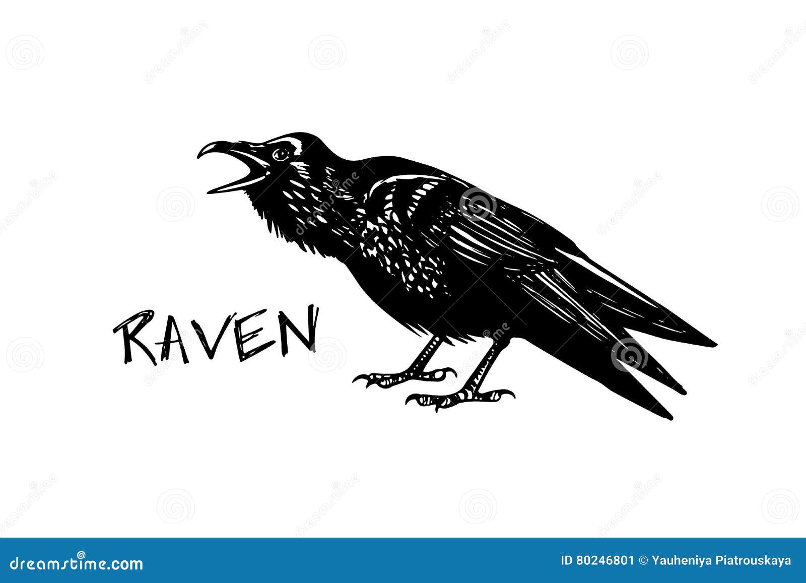 Cuervo dibujado mano ilustración del vector. Ilustración de contemplar ...