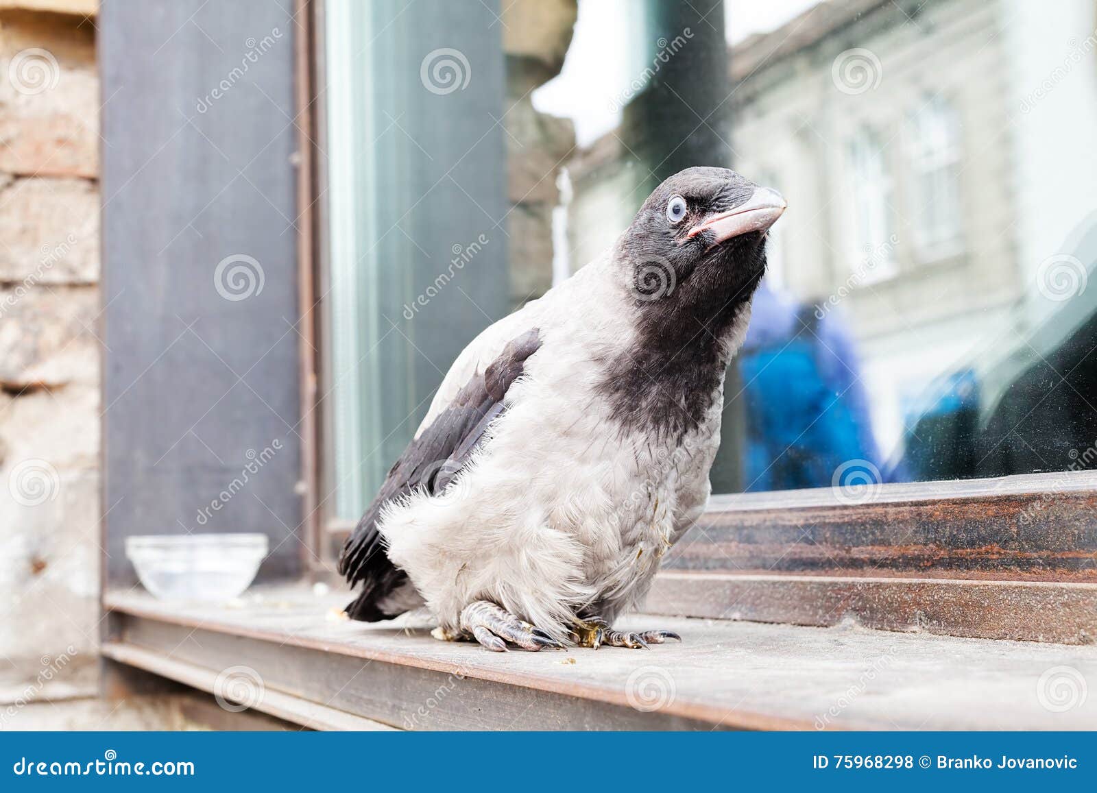 Cuervo en la ventana foto de archivo. Imagen de cristal - 75968298