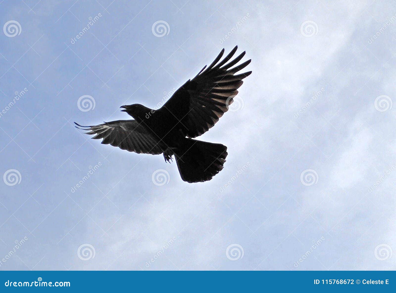 Cuervo en vuelo foto de archivo. Imagen de libre, alas - 115768672