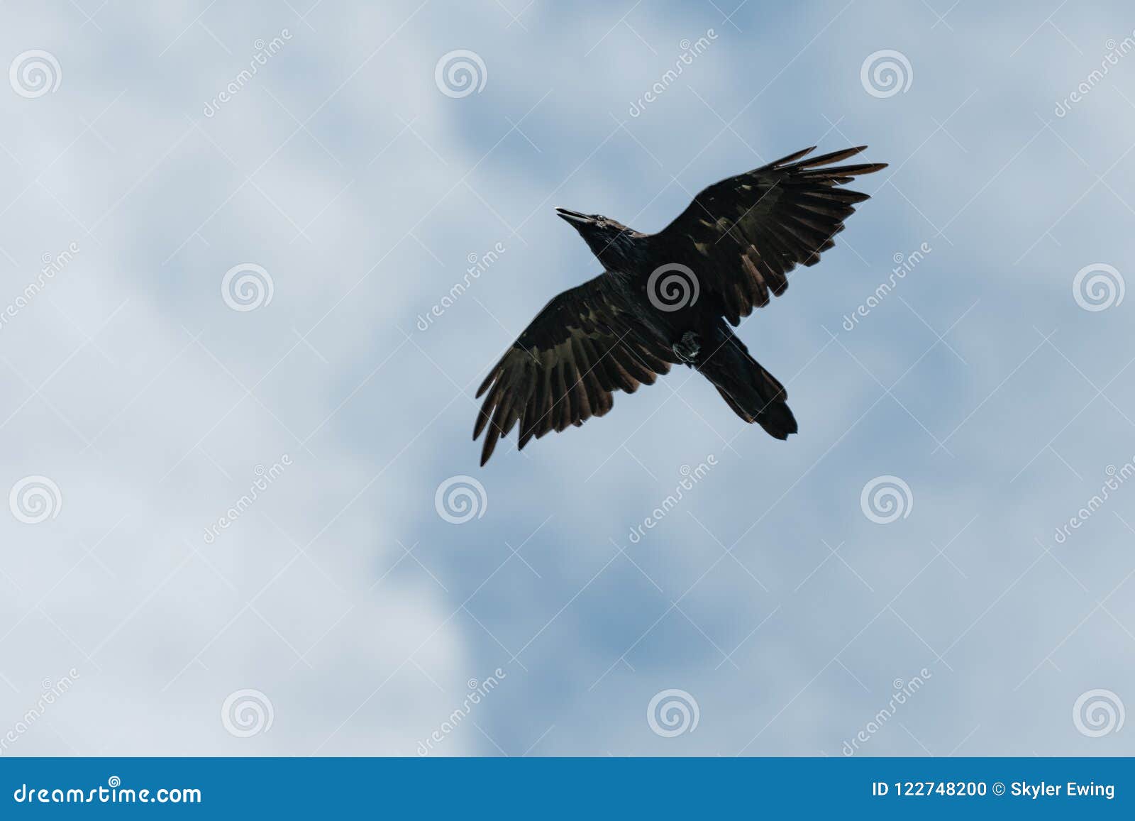 Cuervo en vuelo foto de archivo. Imagen de cielo, buitre - 122748200