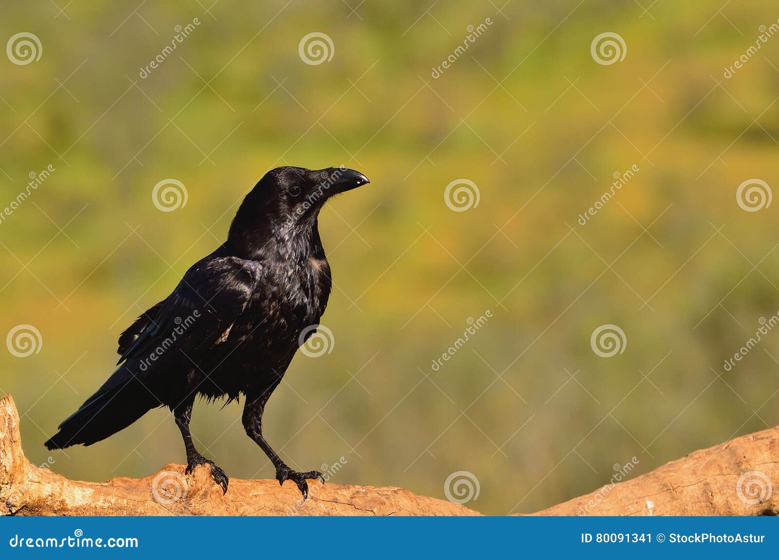 Cuervo Encaramado En Un Registro Imagen de archivo - Imagen de animal ...