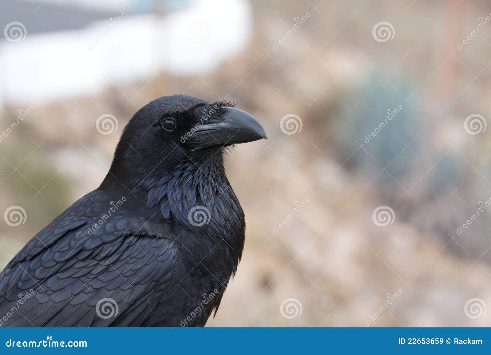 Cuervo negro imagen de archivo. Imagen de perfil, avituallamiento ...