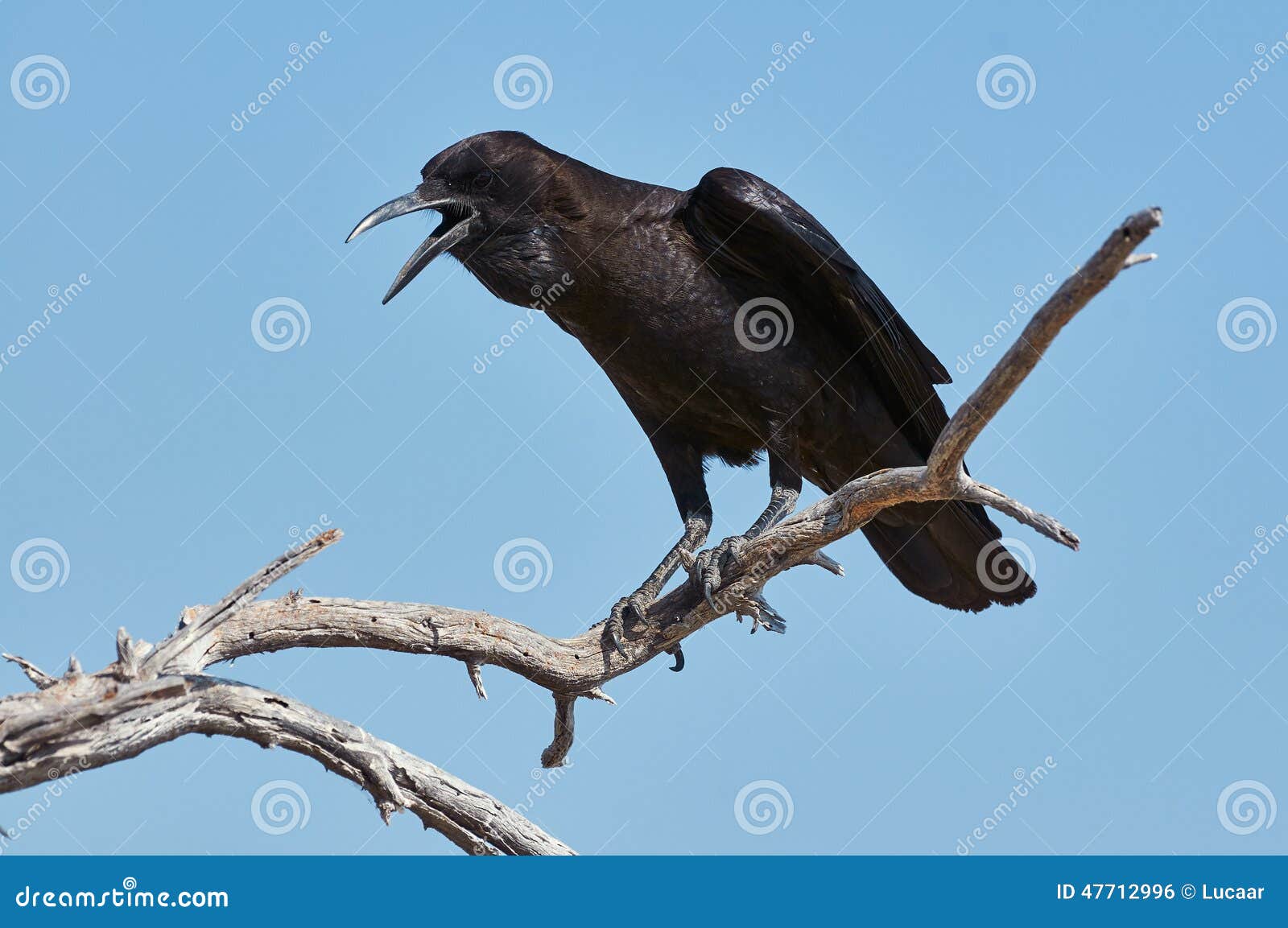 Cuervo negro foto de archivo. Imagen de retrato, cuervos - 47712996