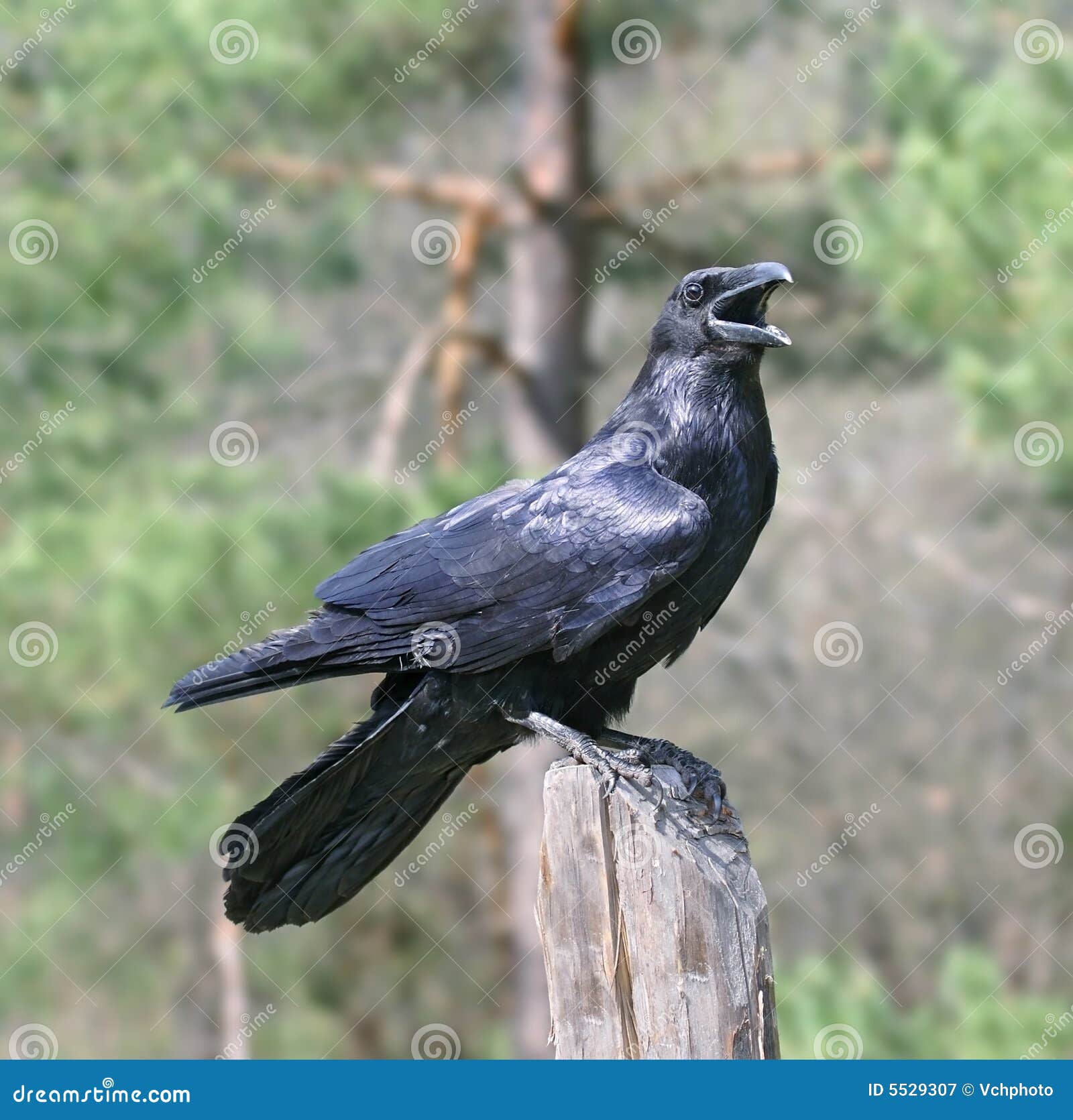 Cuervo negro imagen de archivo. Imagen de negro, pluma - 5529307