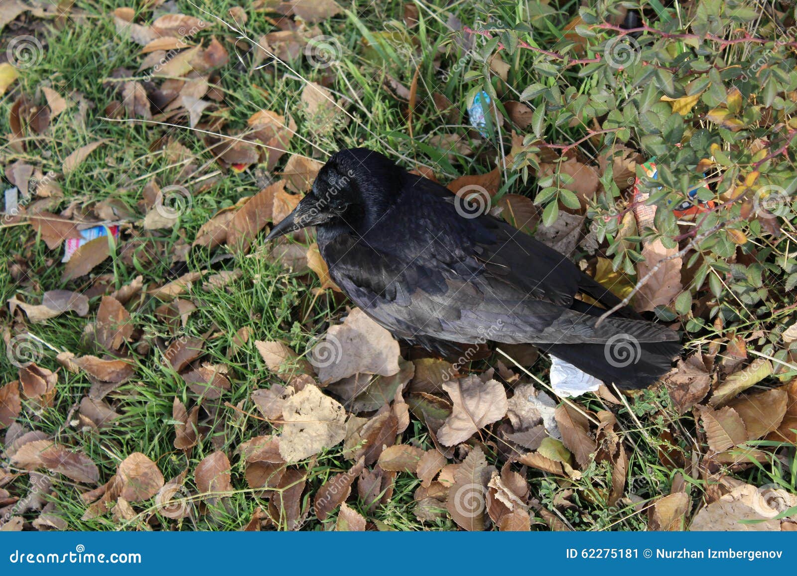 Cuervo negro imagen de archivo. Imagen de muerte, salvaje - 62275181