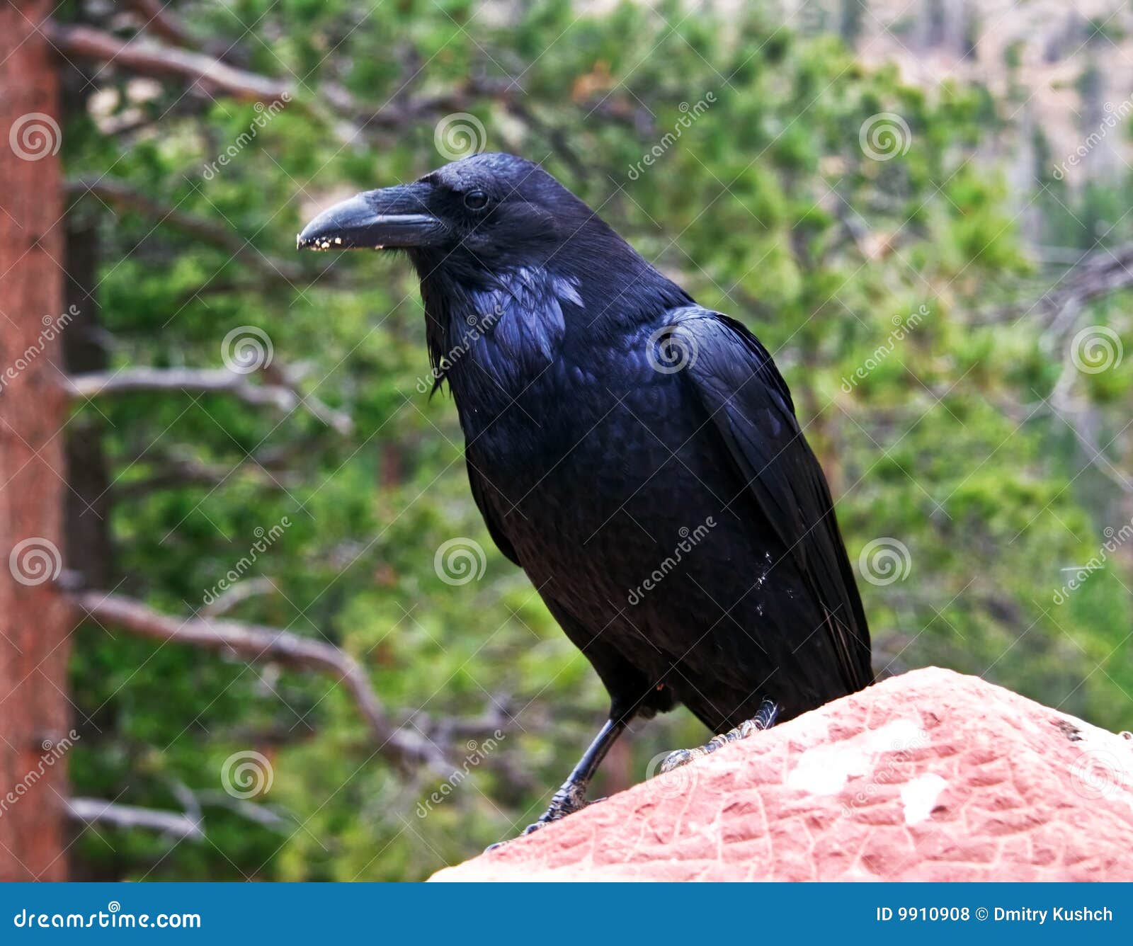 Cuervo negro foto de archivo. Imagen de mirando, negro - 9910908