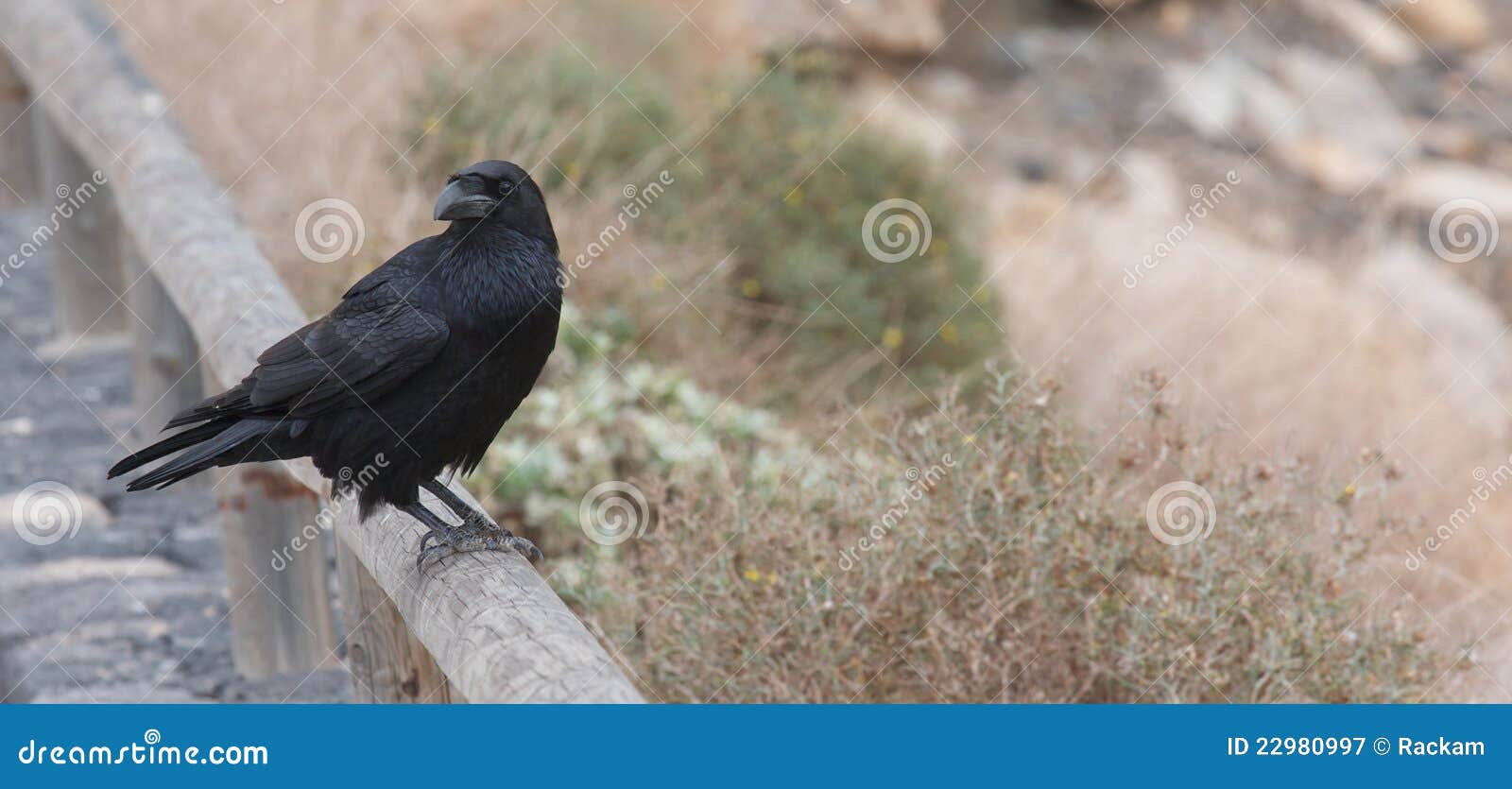 Cuervo negro en la madera imagen de archivo. Imagen de observar - 22980997