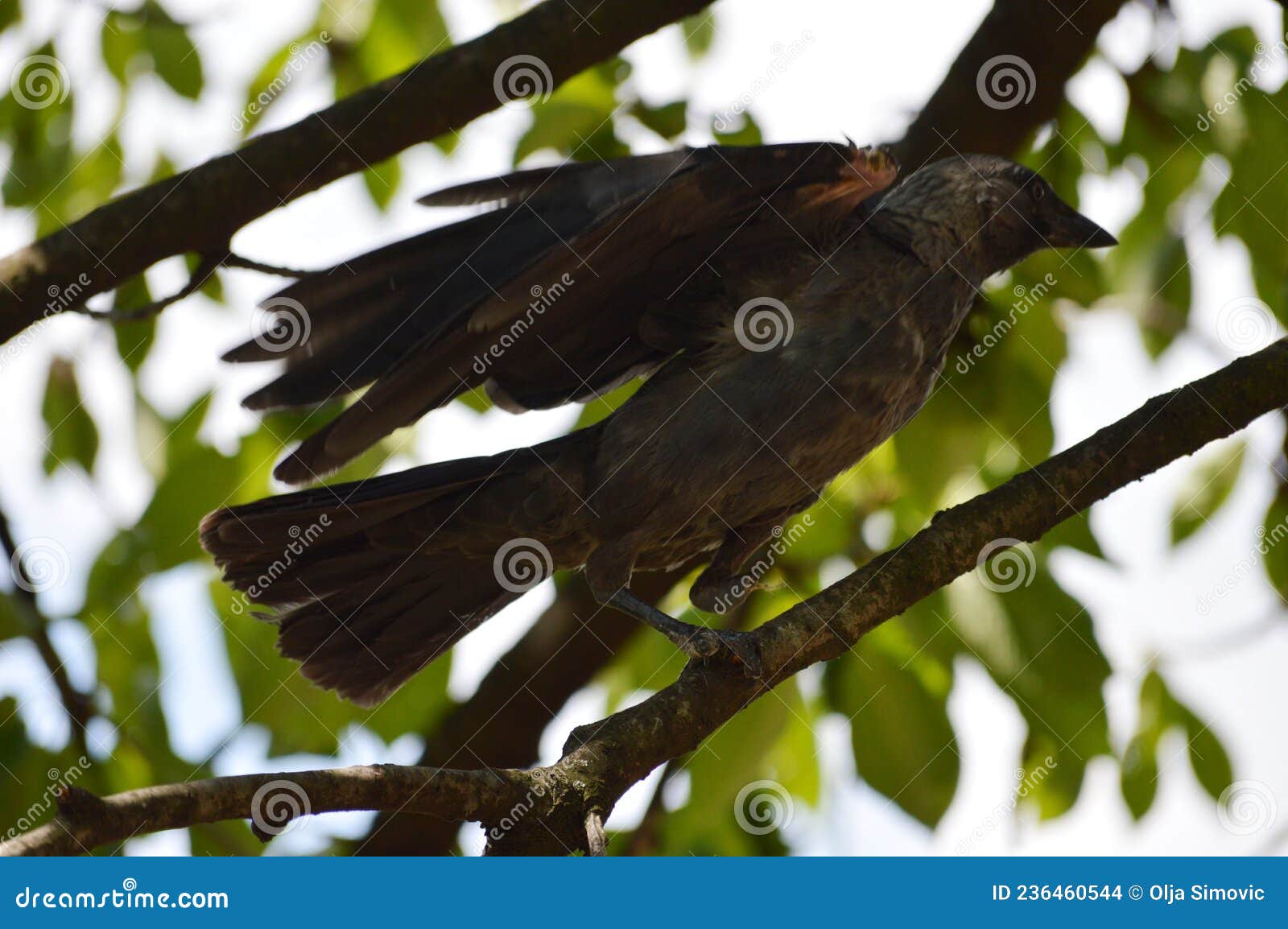Cuervo negro en una rama foto de archivo. Imagen de hoja - 236460544