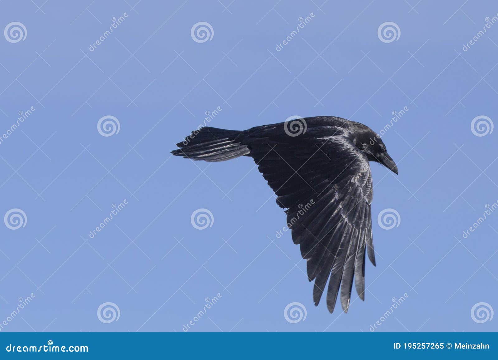 Cuervo Negro Volando En El Cielo Azul Imagen de archivo - Imagen de ...
