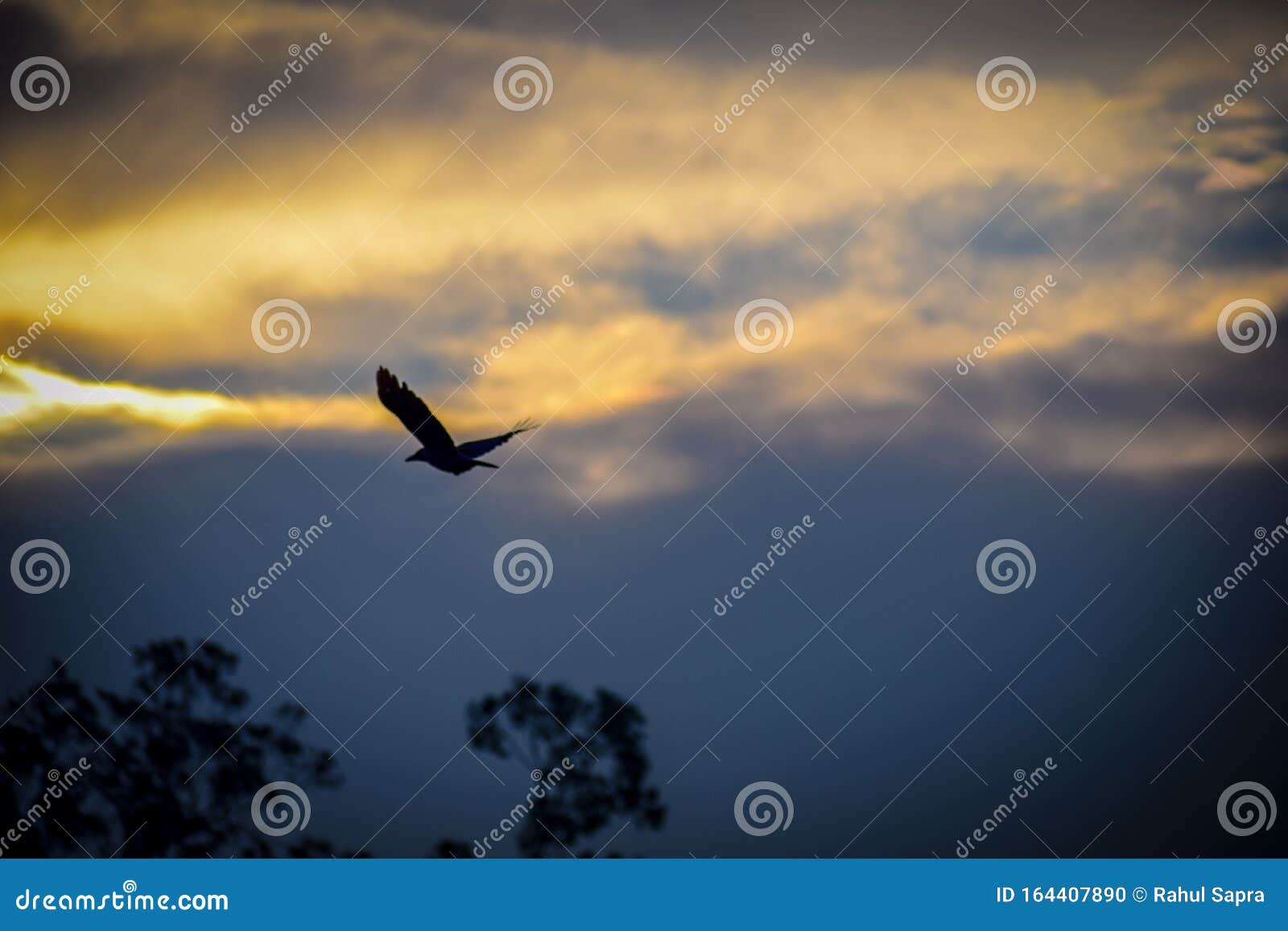 Cuervo Negro Volando En El Cielo, Cuervo Negro Y Cielo Azul, Cuervo Y ...