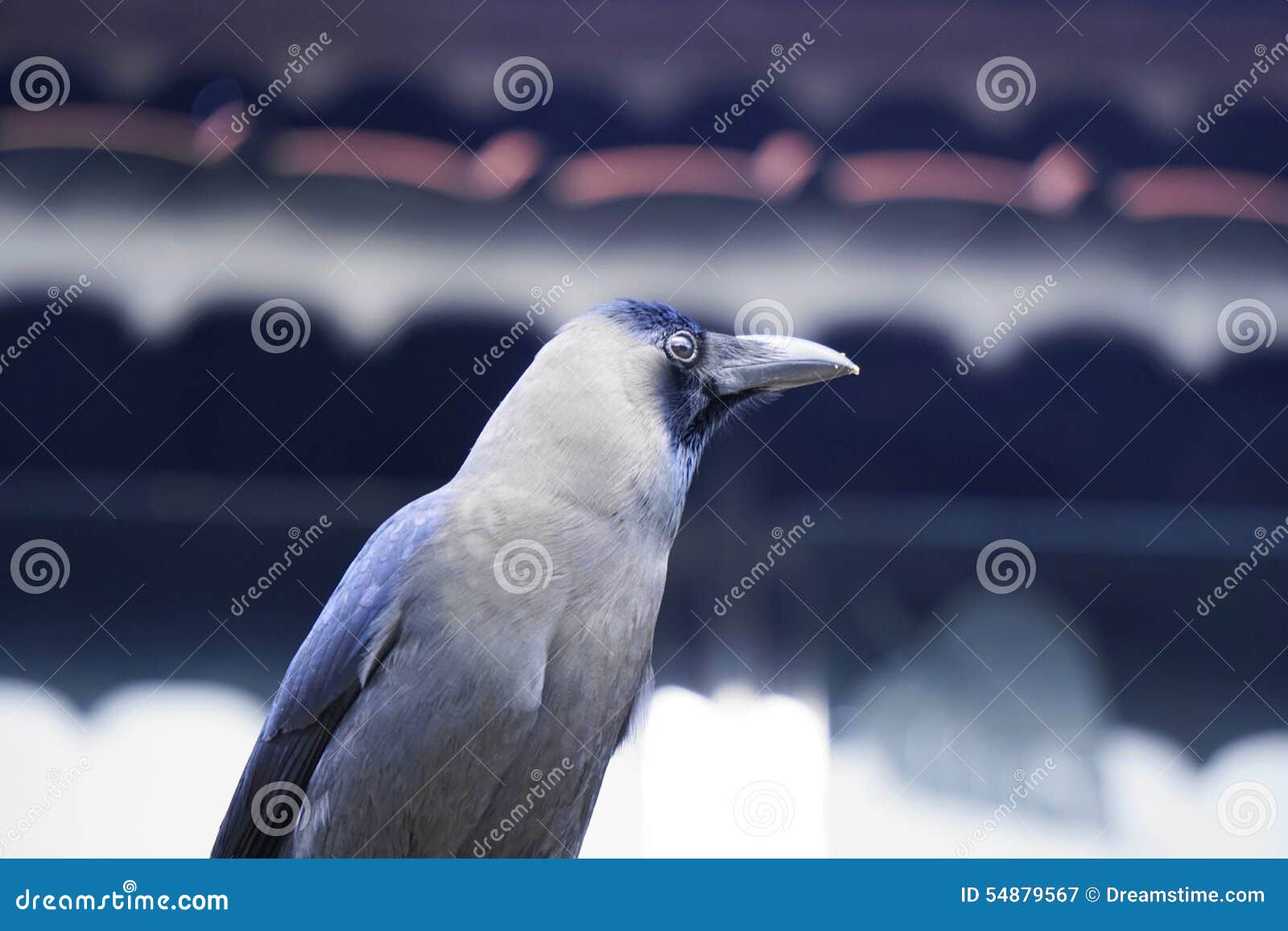 Cuervo Observando a Seres Humanos Imagen de archivo - Imagen de kandy ...