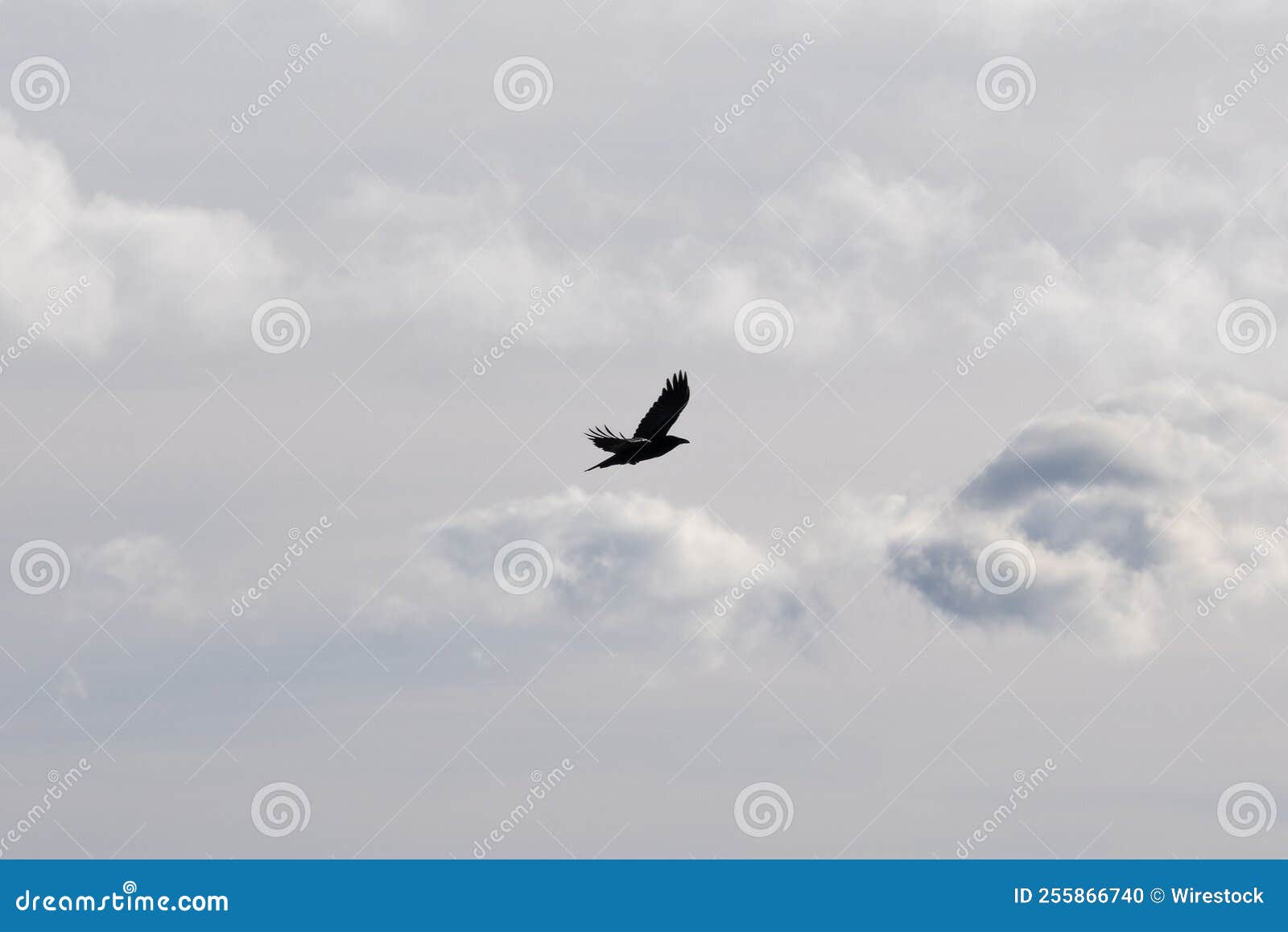 Cuervo Volando Entre Las Nubes Foto de archivo - Imagen de fauna ...