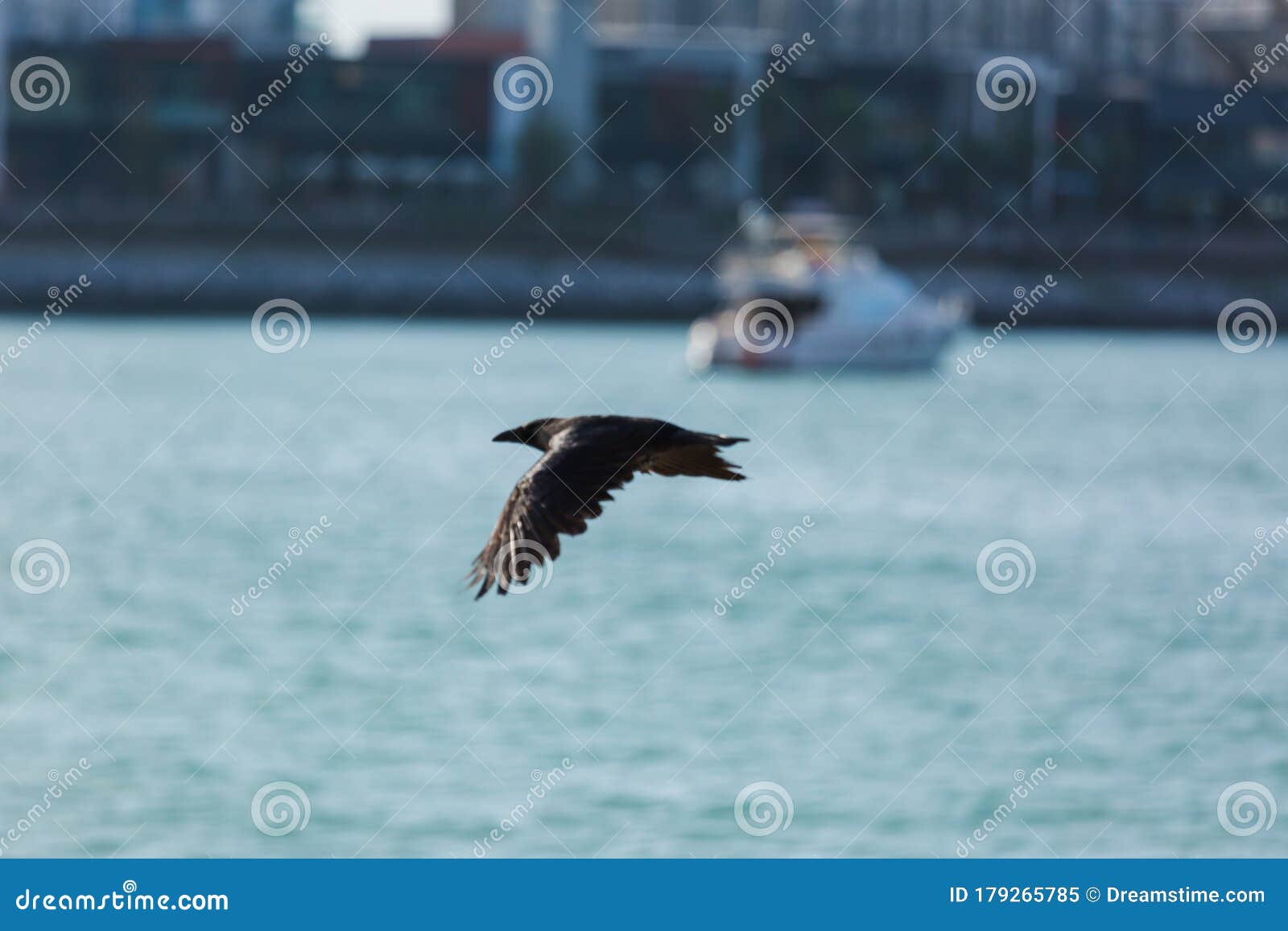 Cuervo vuela contra el mar imagen de archivo. Imagen de alimento ...