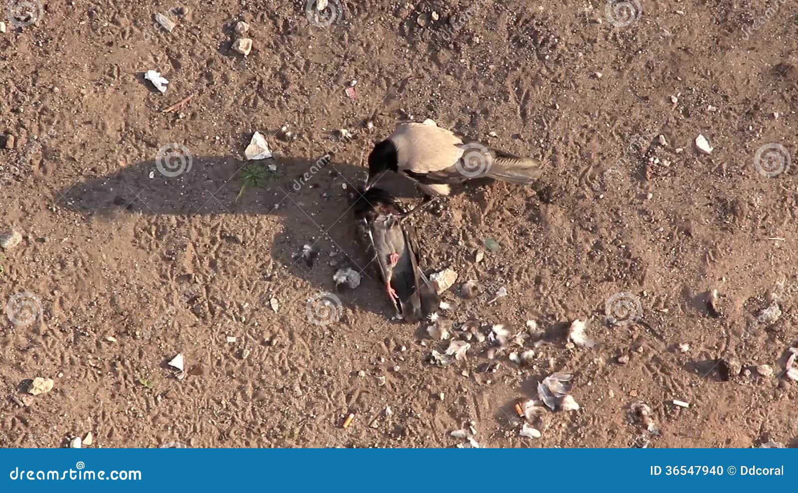 Cuervo y paloma muerta almacen de metraje de vídeo. Vídeo de doméstico ...