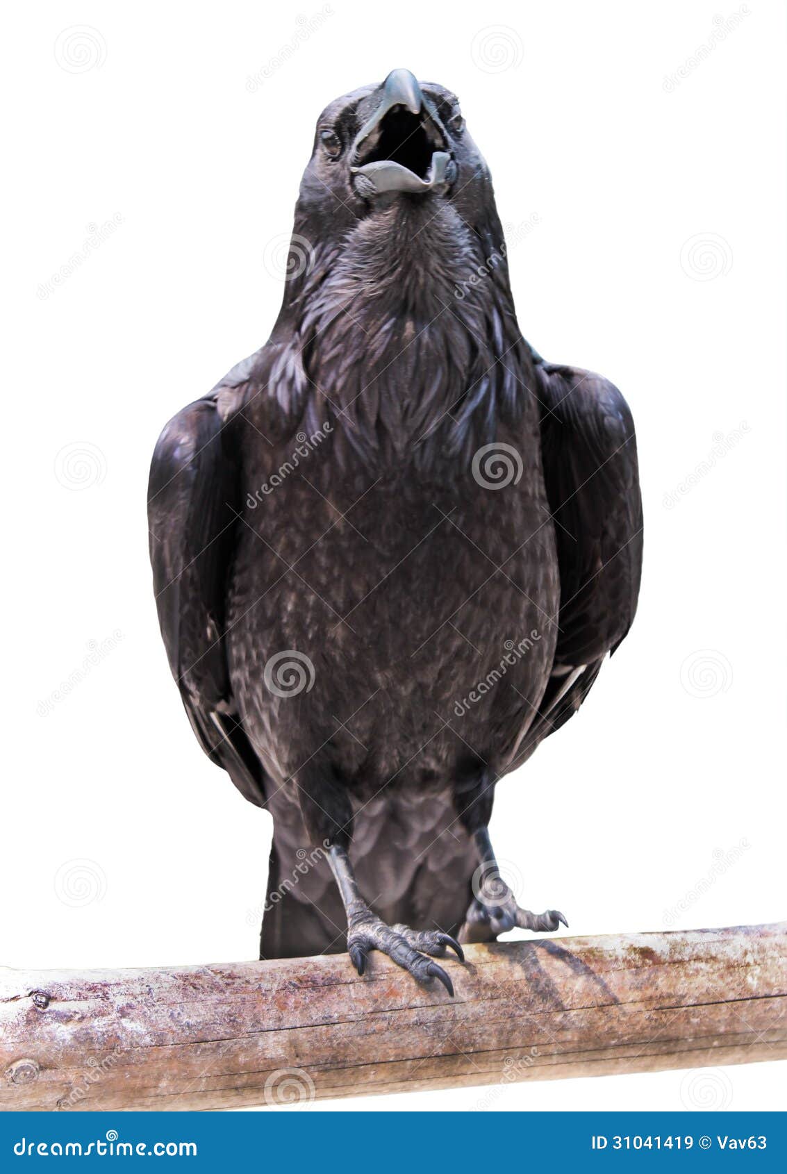 Cuervos negros imagen de archivo. Imagen de vuelo, pata - 31041419