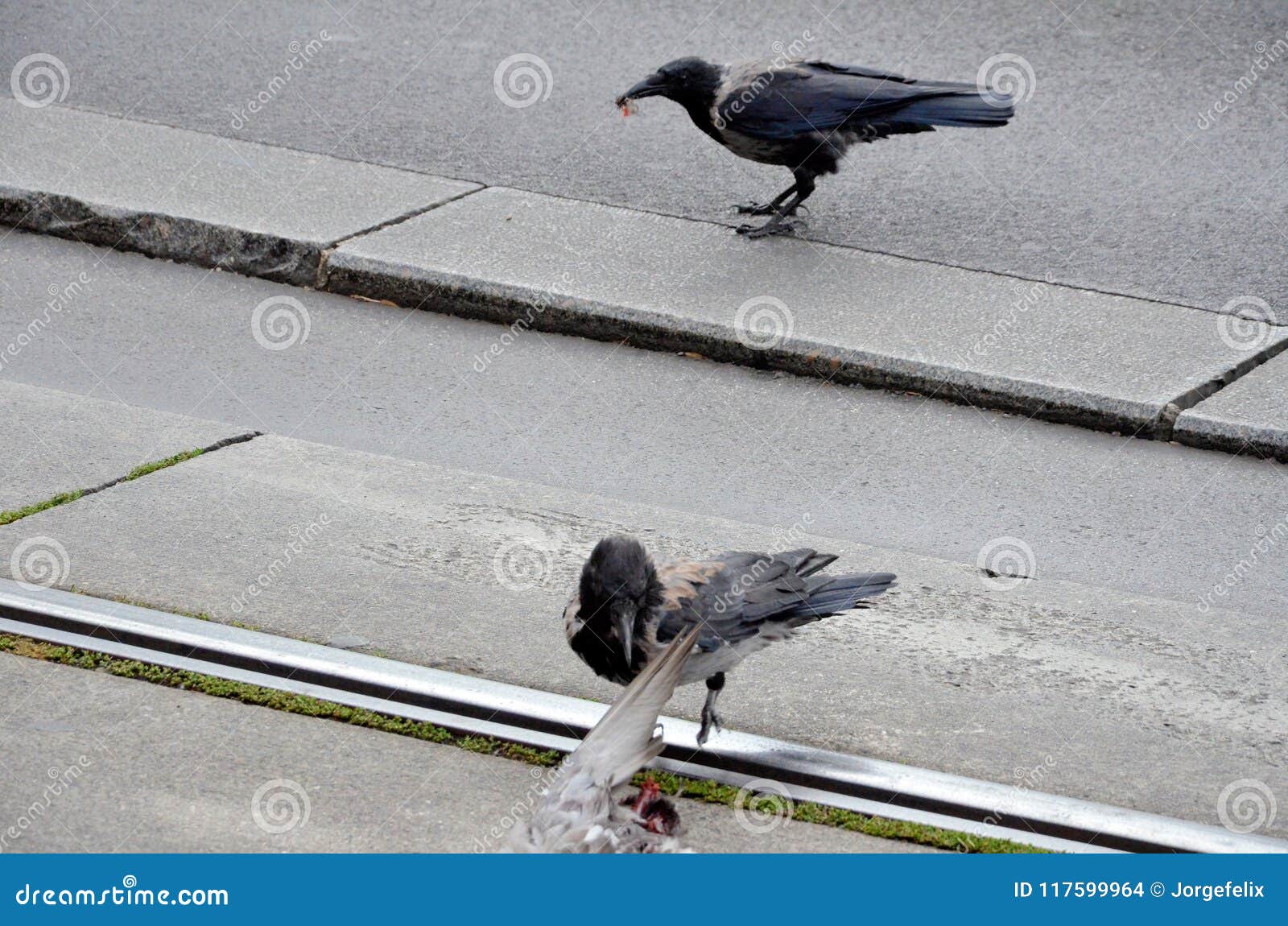 Cuervos Que Comen Una Paloma Muerta Foto de archivo - Imagen de ...
