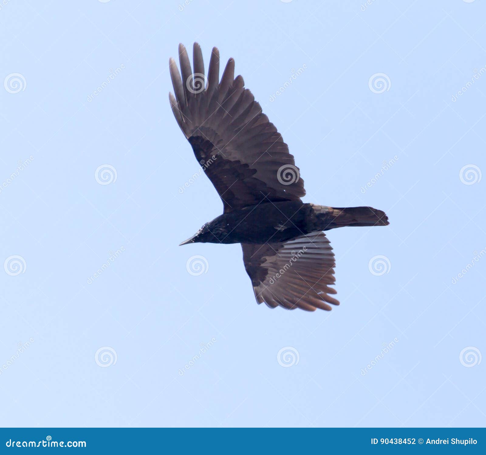 Cuervos Que Vuelan En El Cielo Foto de archivo - Imagen de salvaje ...