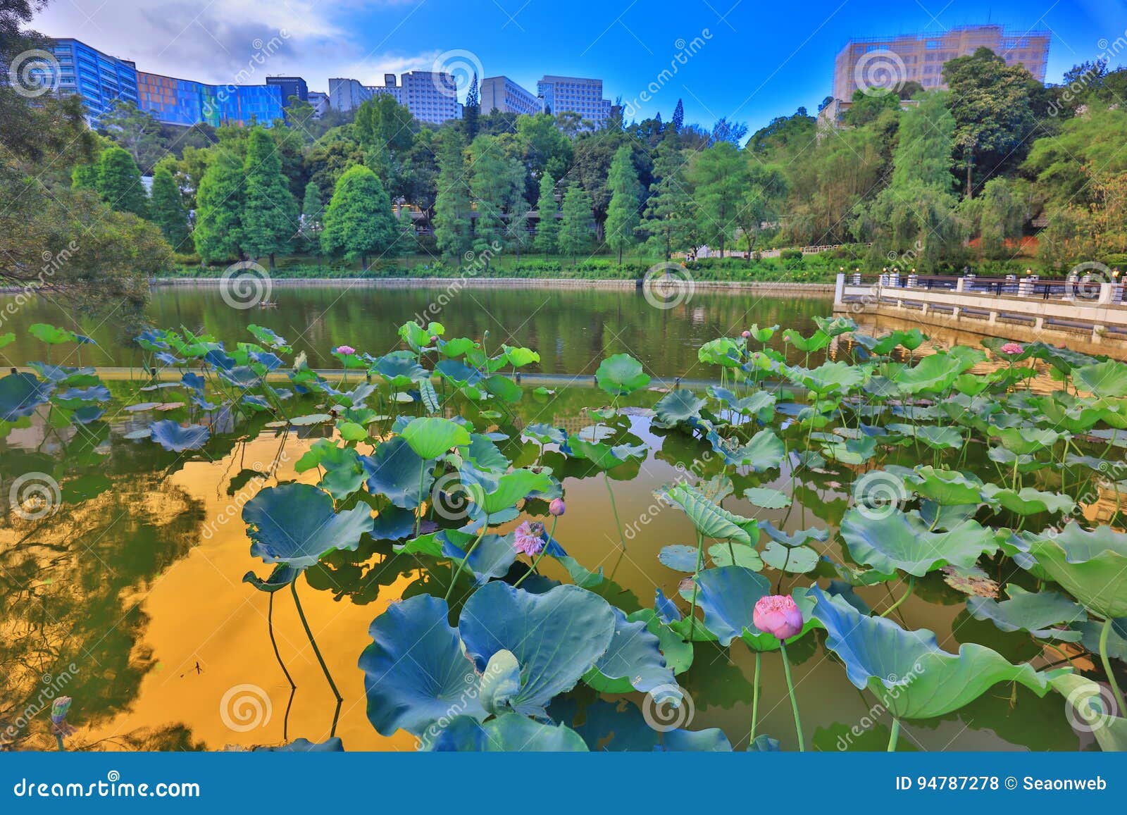 CUHK Reflection of the Lake Shatin Stock Photo - Image of leaf, lake: 94787278