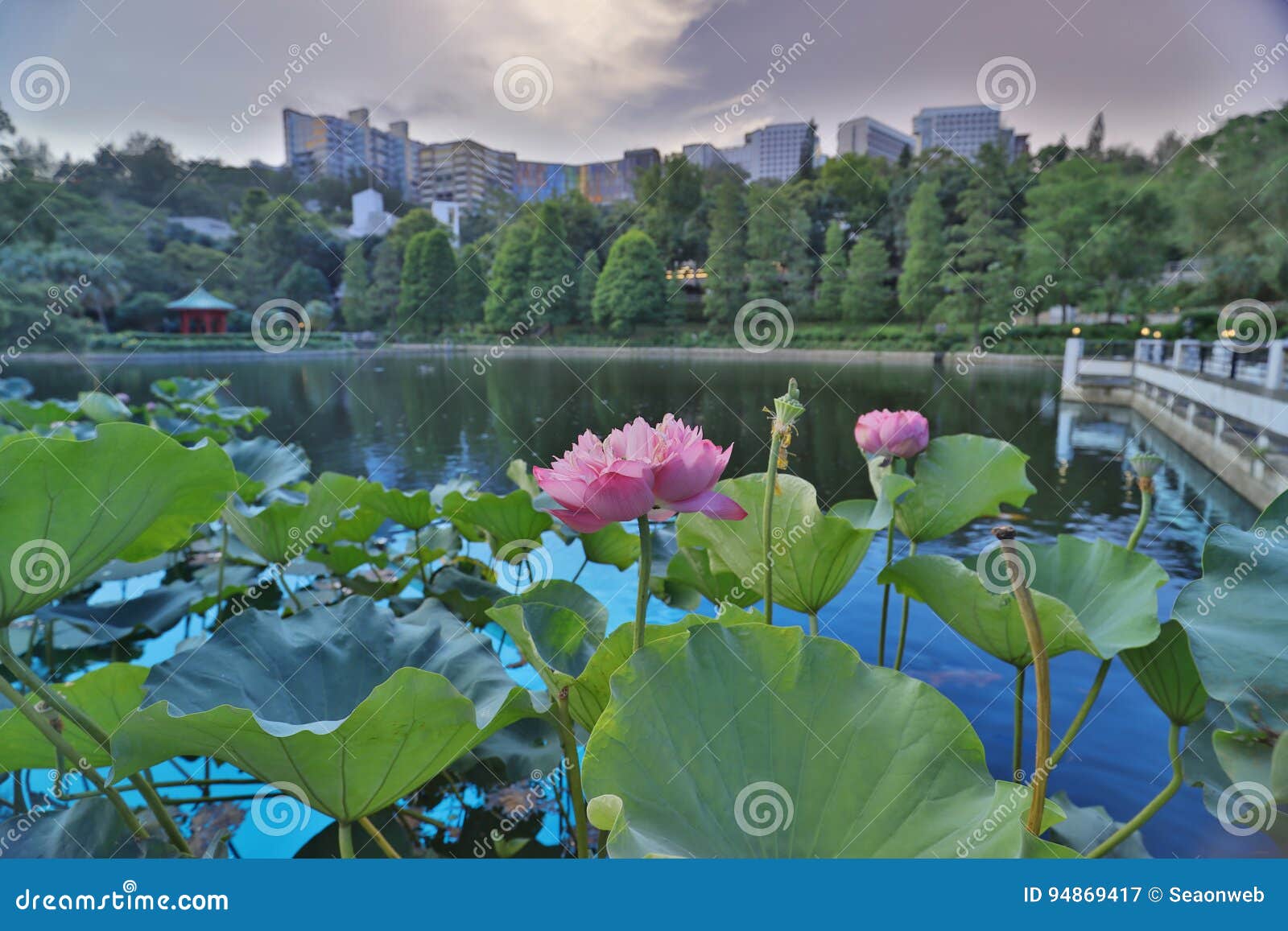 190 Lake Shatin Stock Photos - Free & Royalty-Free Stock Photos from Dreamstime