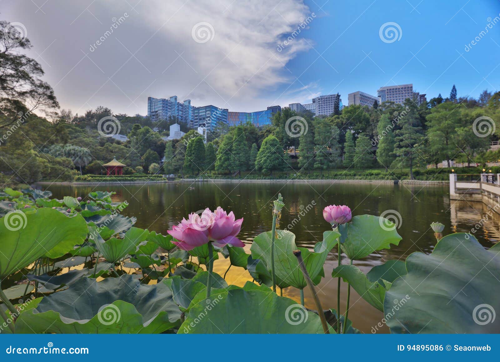 CUHK Reflection of the Lake Shatin Stock Photo - Image of lake, natural: 94895086