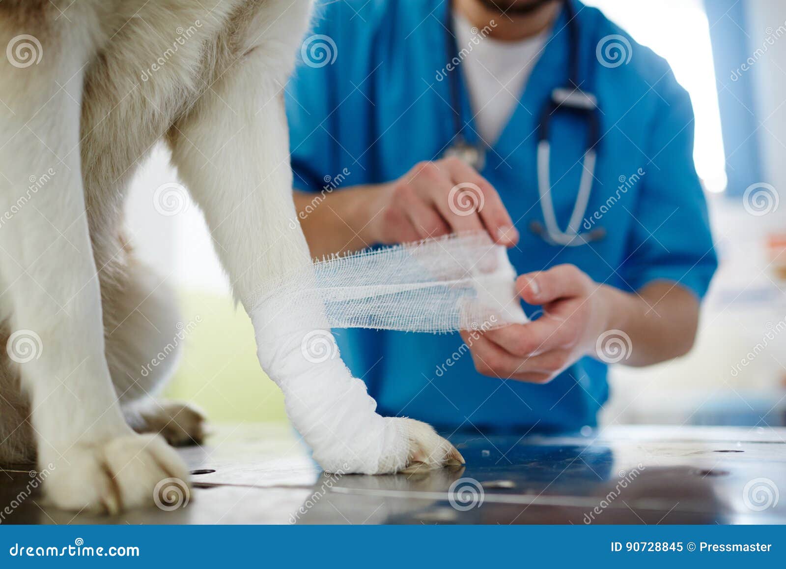 Cuidado de ferimento imagem de stock. Imagem de animal - 90728845