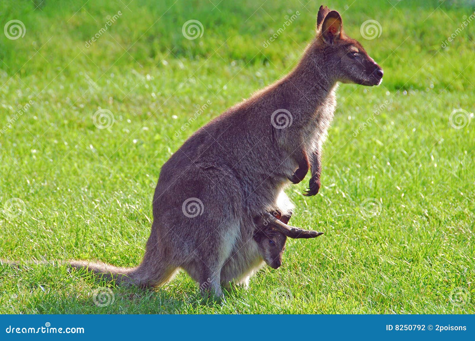 Cuidado parental foto de stock. Imagem de exterior, animais - 8250792