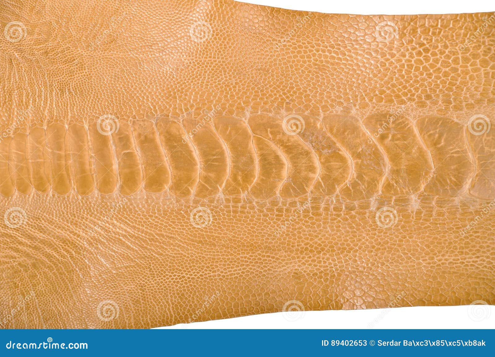 Cuir de jambe d'autruche image stock. Image du richesse - 89402653