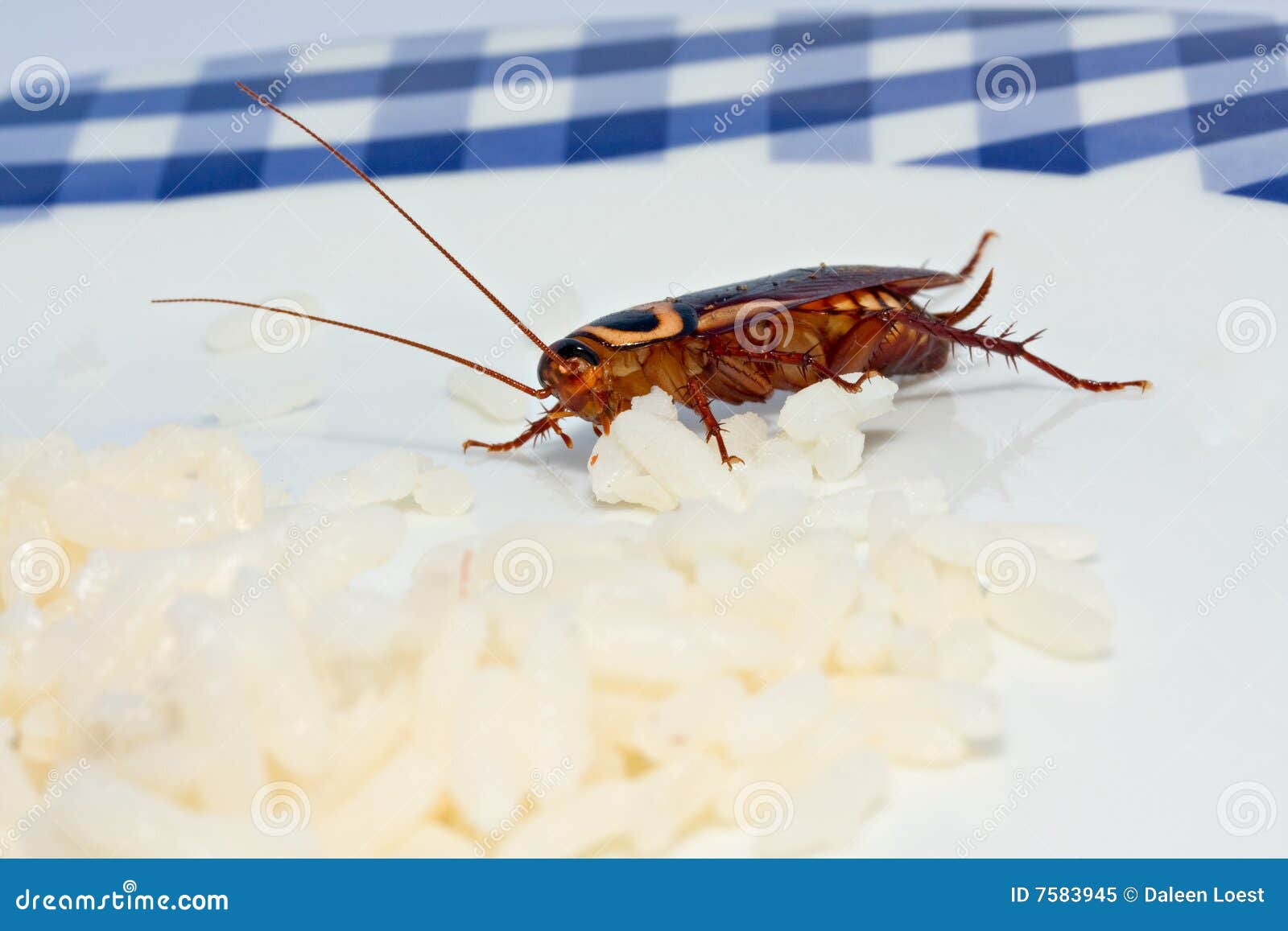 Cuisine de cancrelat image stock. Image du fermer, unhygienic - 7583945