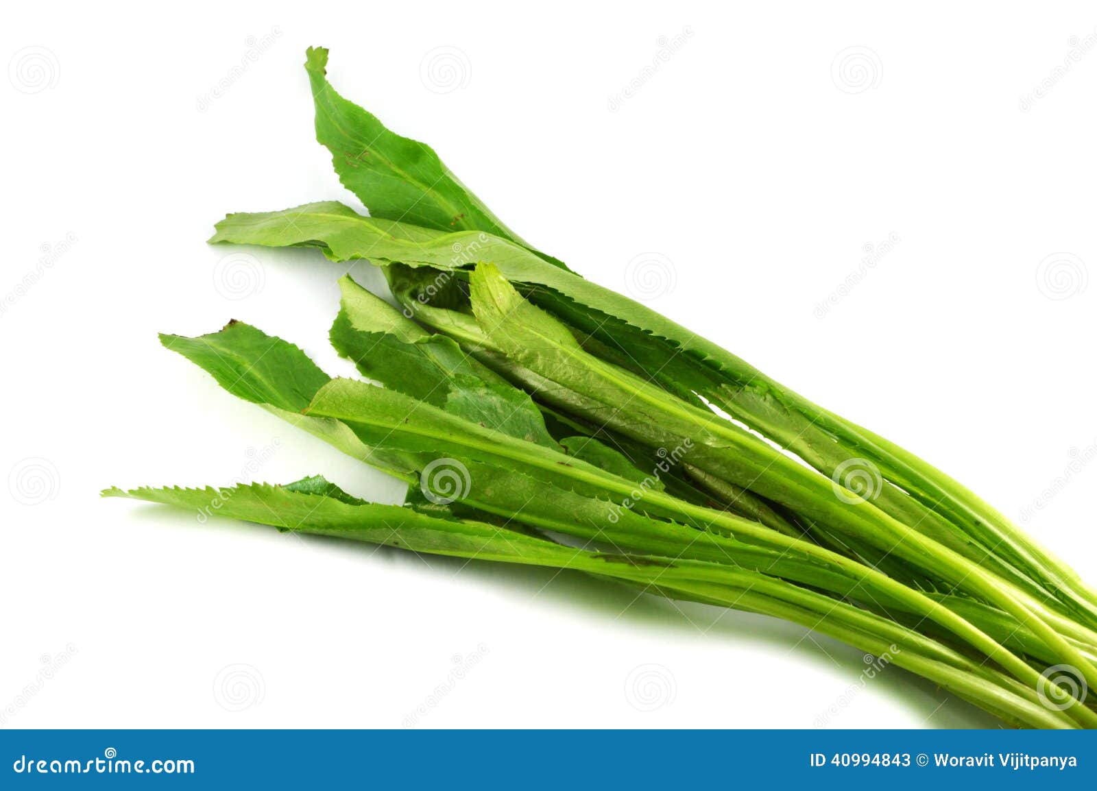 Culantro stock image. Image of leaf, meal, vegetable - 40994843
