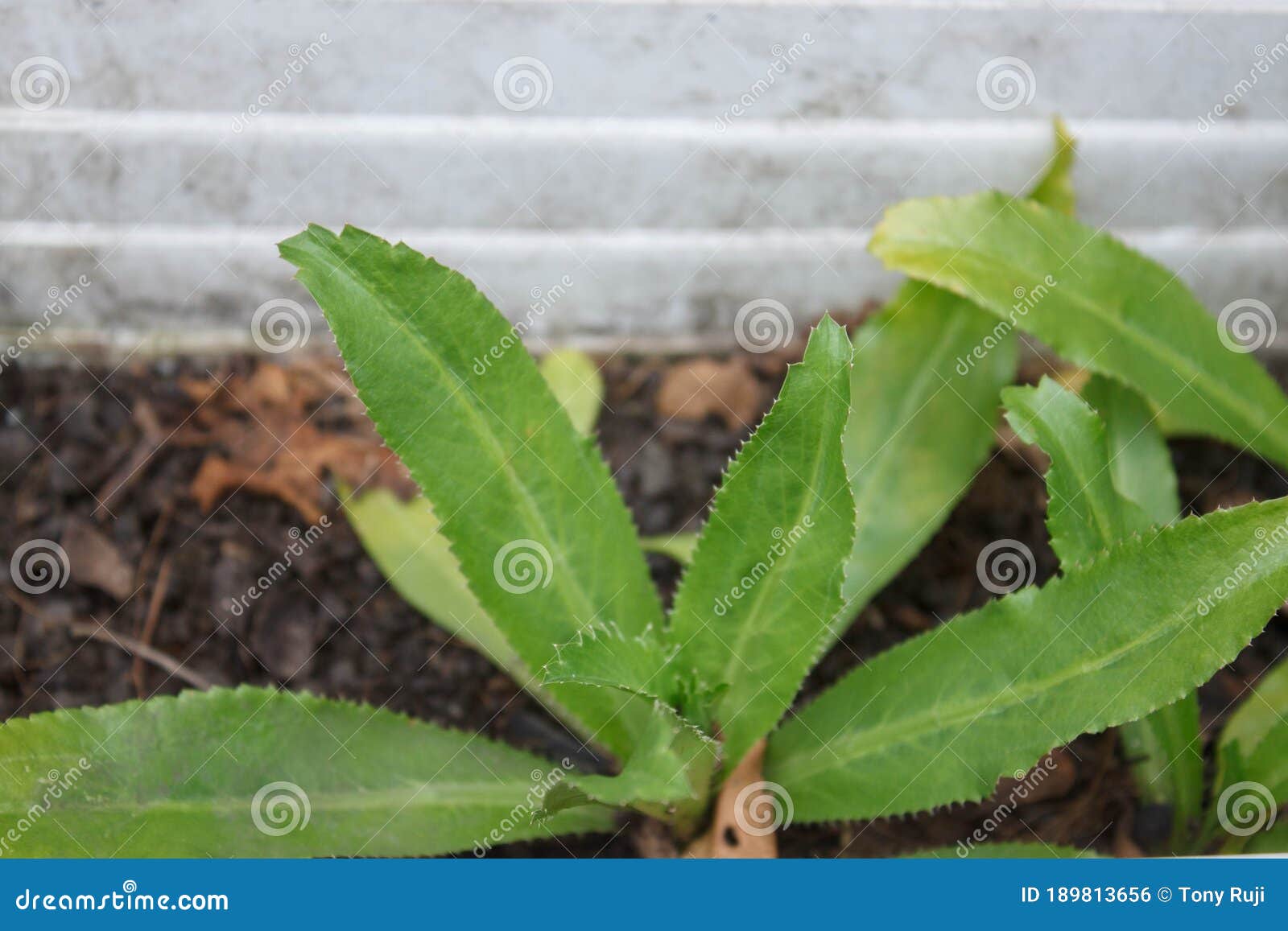 Culantro Long Coriander in Pot. Stock Photo - Image of dinner, dish ...