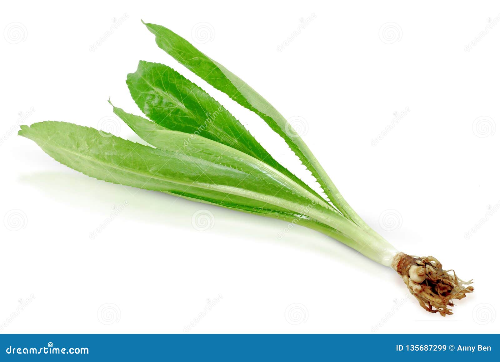Culantro,Sawtooth Coriander Isolated on White Background Stock Image ...