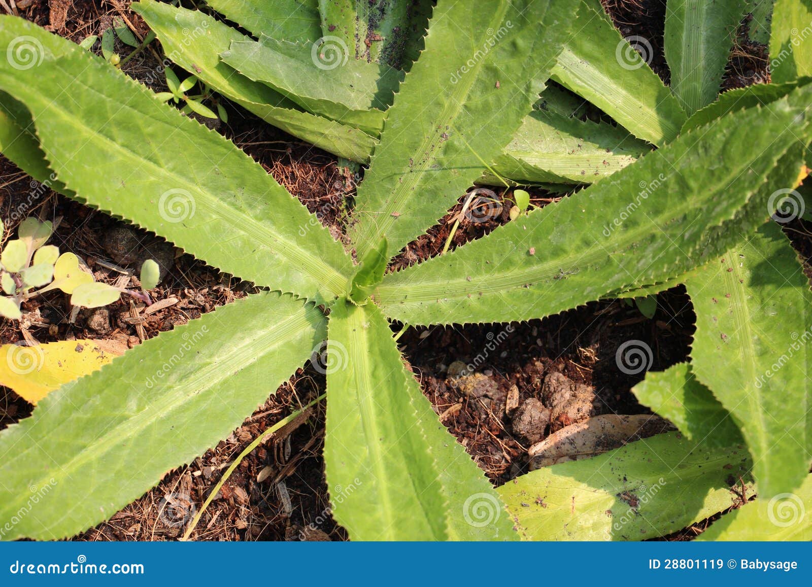 Culantro a Wonderful Herb in Thai Garden. Stock Image - Image of ...