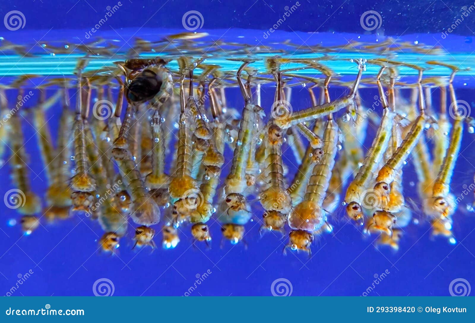 Culex Pipiens (the Common House Mosquito or Northern House Mosquito ...