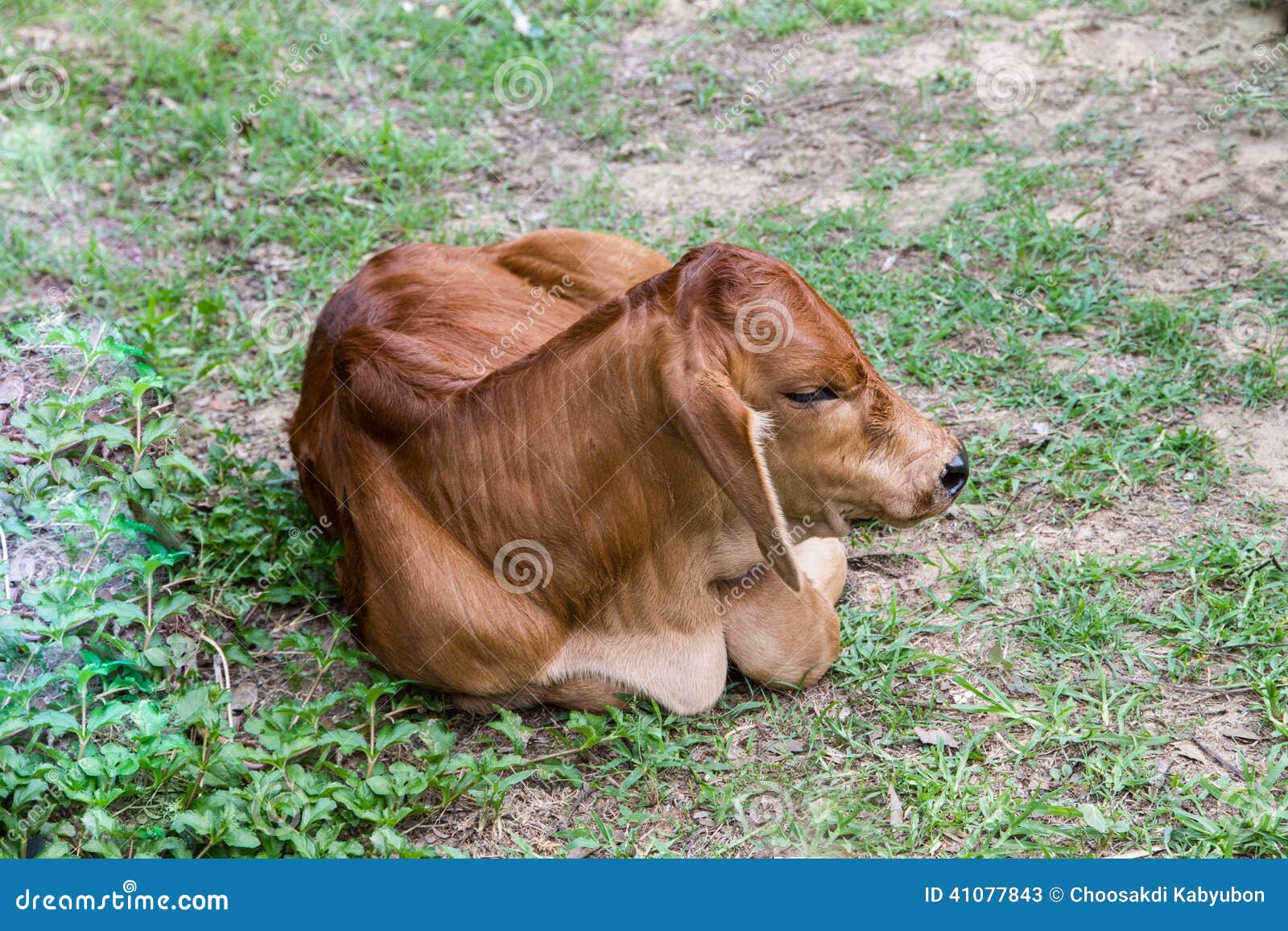 Culf stock image. Image of laying, close, colorful, farming - 41077843