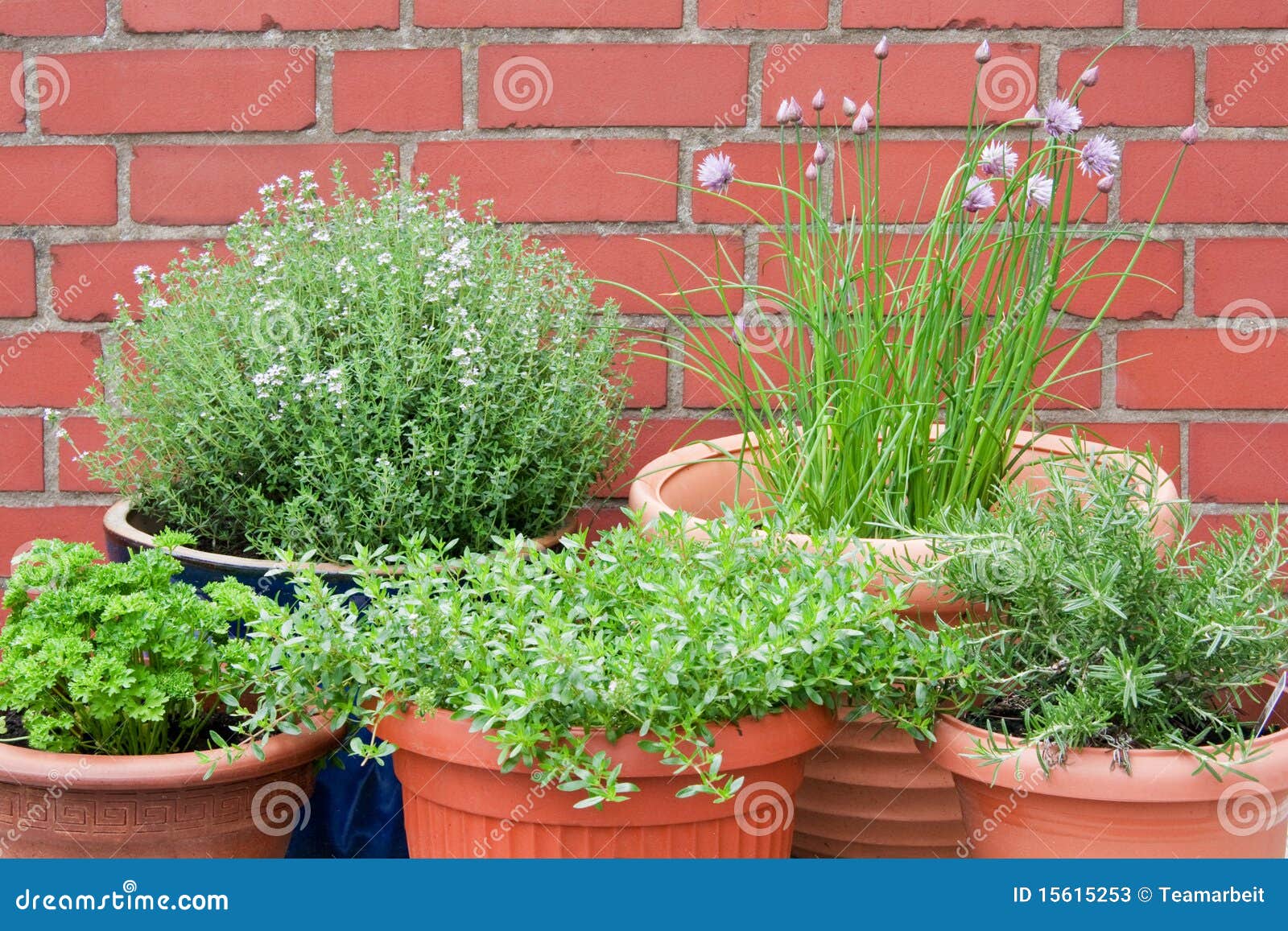 Culinary herbs stock image. Image of cooking, seasoning - 15615253