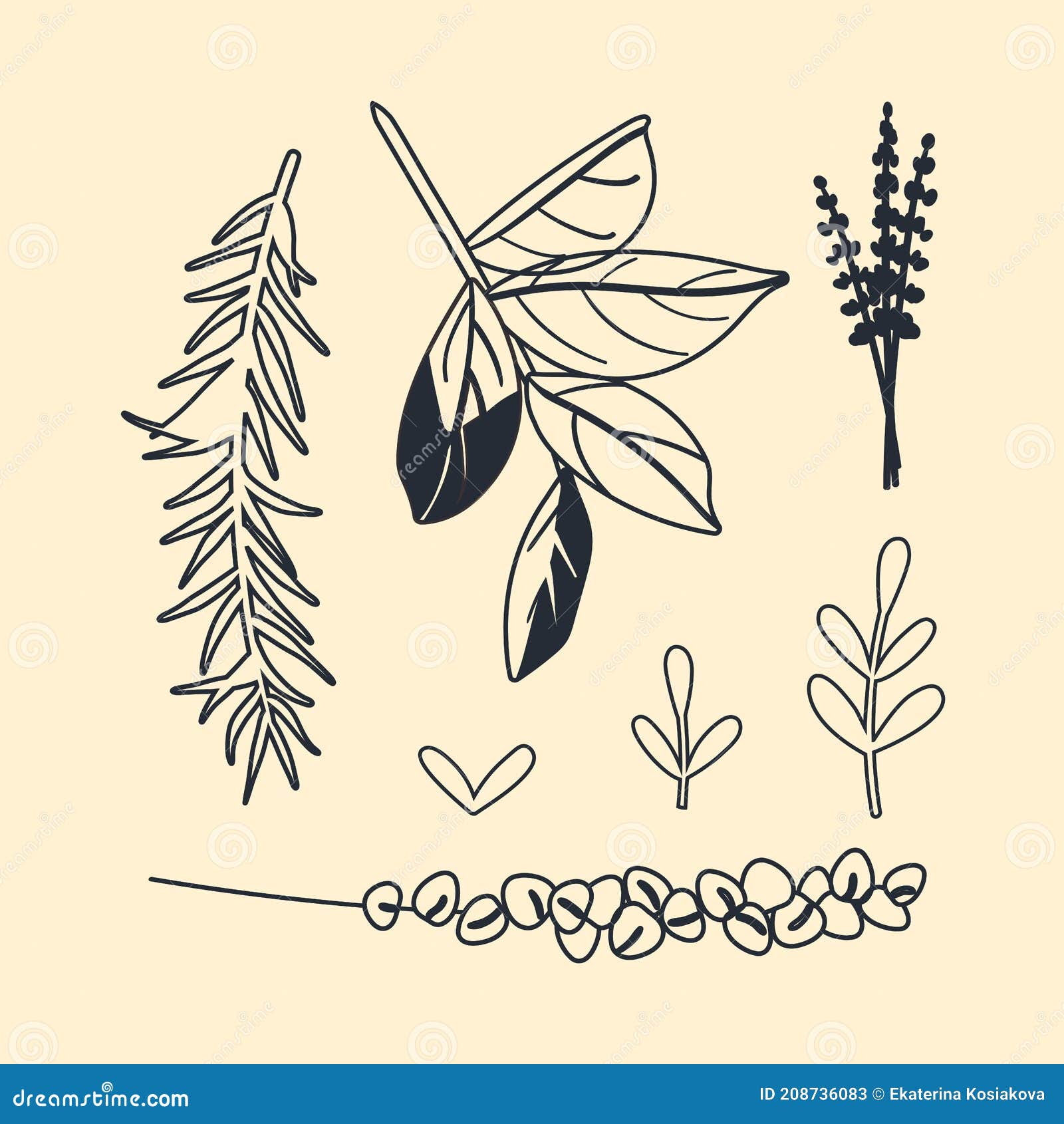 Culinary Herbs Set. Vector Illustration in a Line Drawing Style. Stock ...
