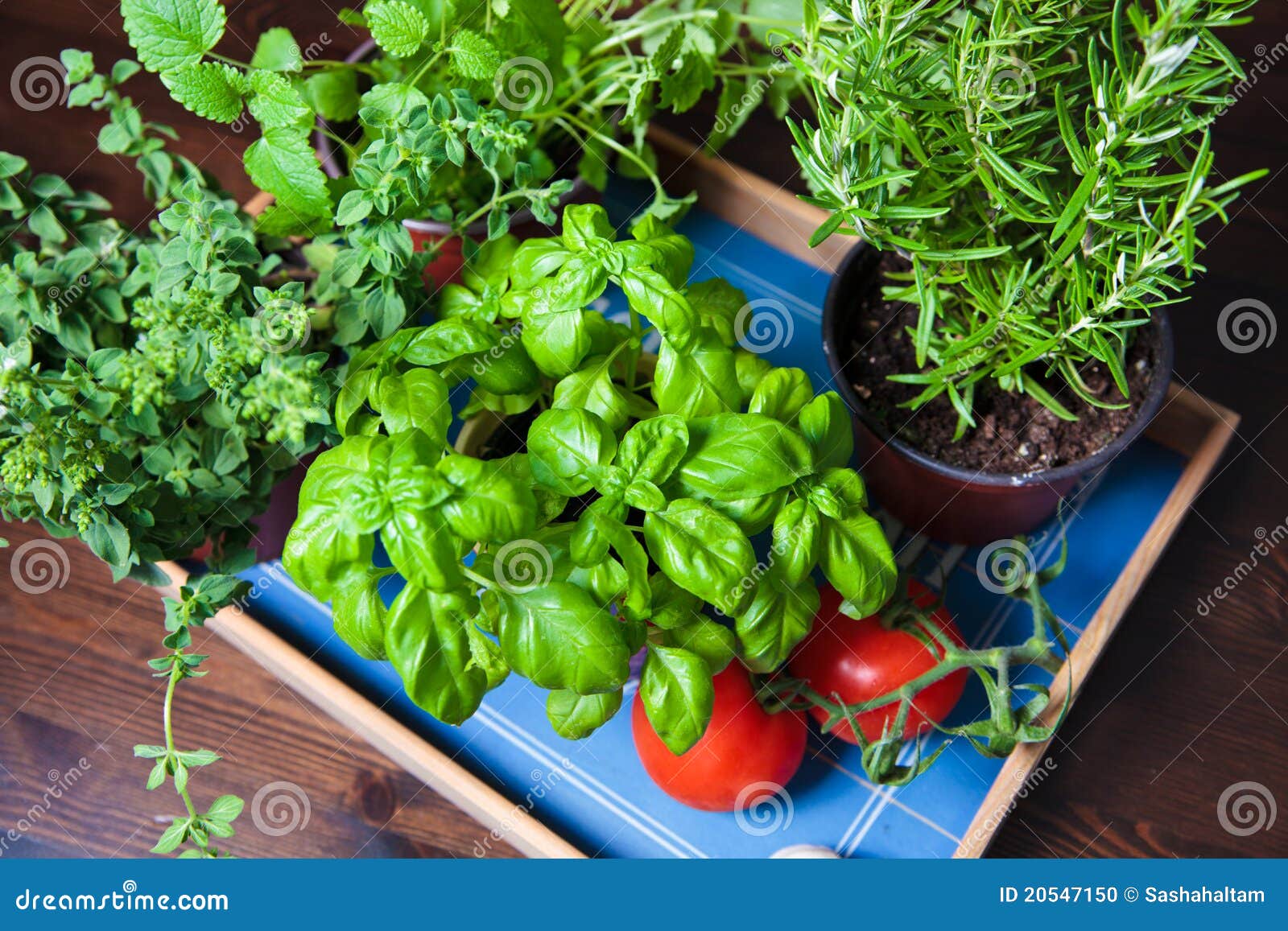 Culinary Plants Growing in Pots Stock Photo - Image of raise, tomatoes ...